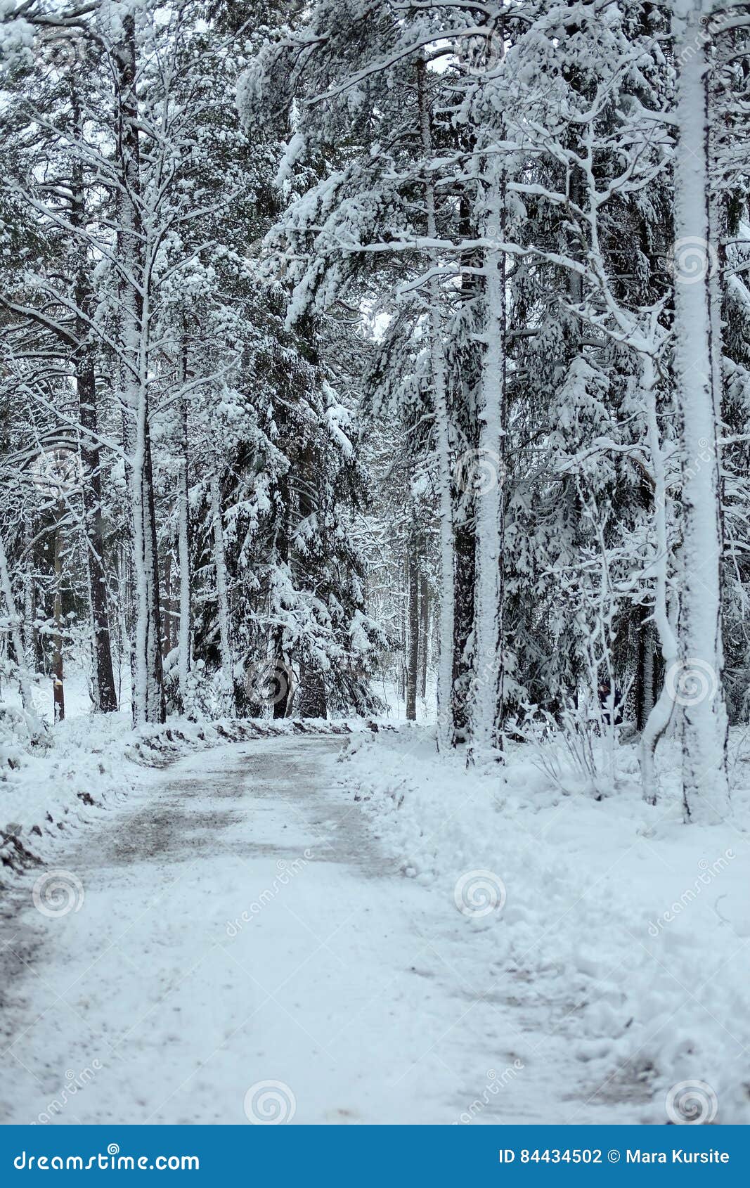 White forest stock photo. Image of park, white, stockholm - 84434502