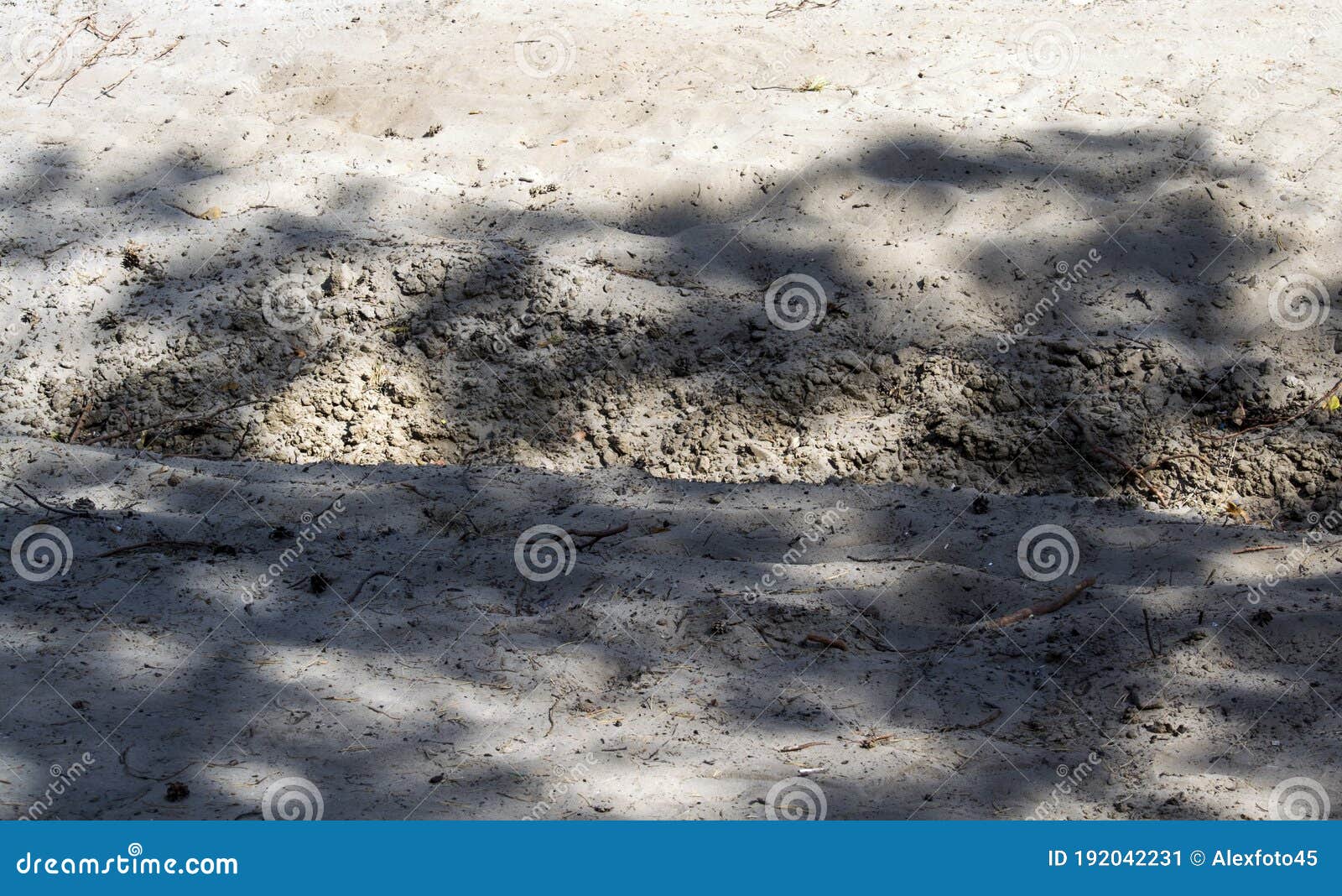White Forest Sand. Sand Texture Stock Image - Image of shadow, plants ...
