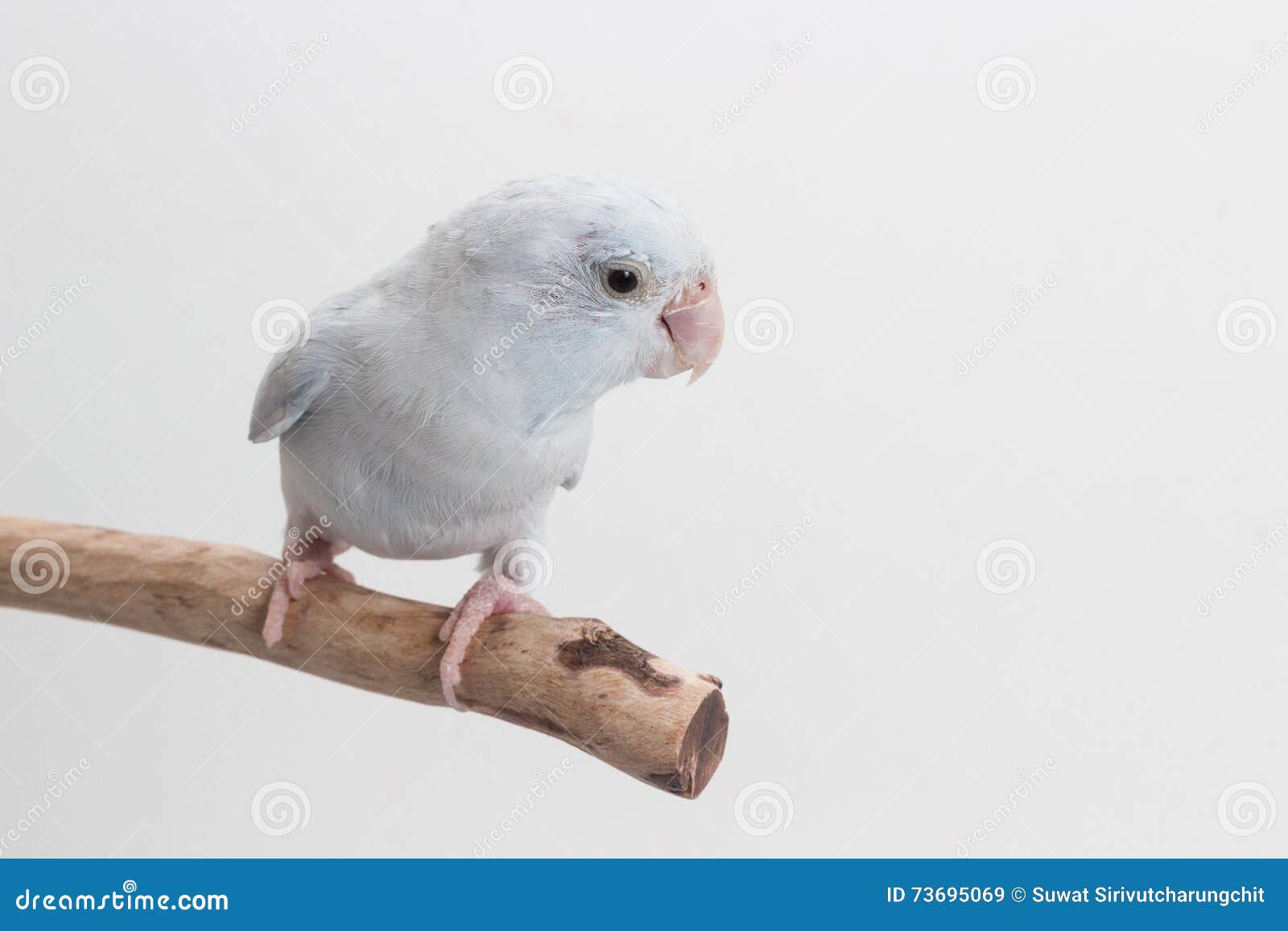 White Forpus on the branch stock image. Image of parakeet - 73695069