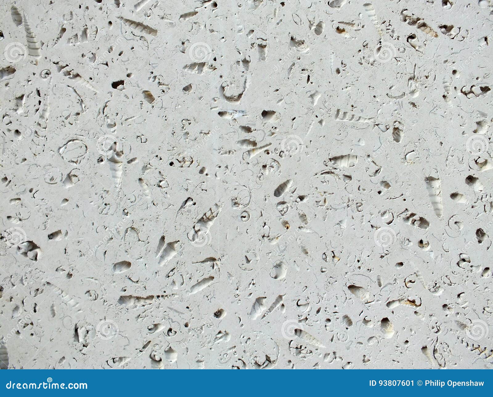 White fossil limestone stock image. Image of porous, mineral - 93807601