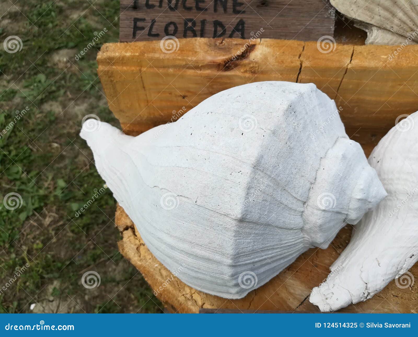 Fossil shell stock image. Image of shell, archeologi - 124514325