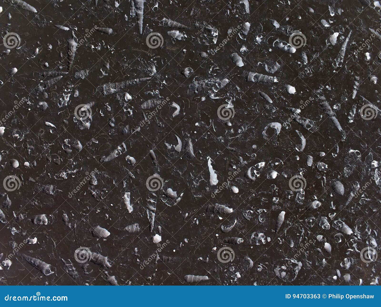 White Fossil Shells in Dark Rock Stock Image - Image of prehistory ...