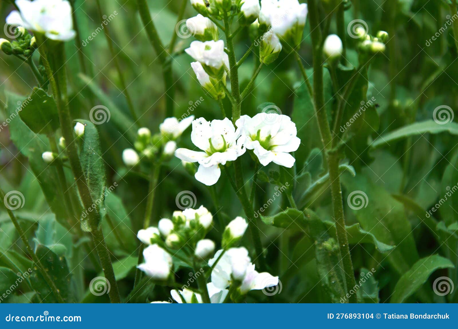 White Four-petalled Flowers Close-up in the Garden in Spring Stock ...