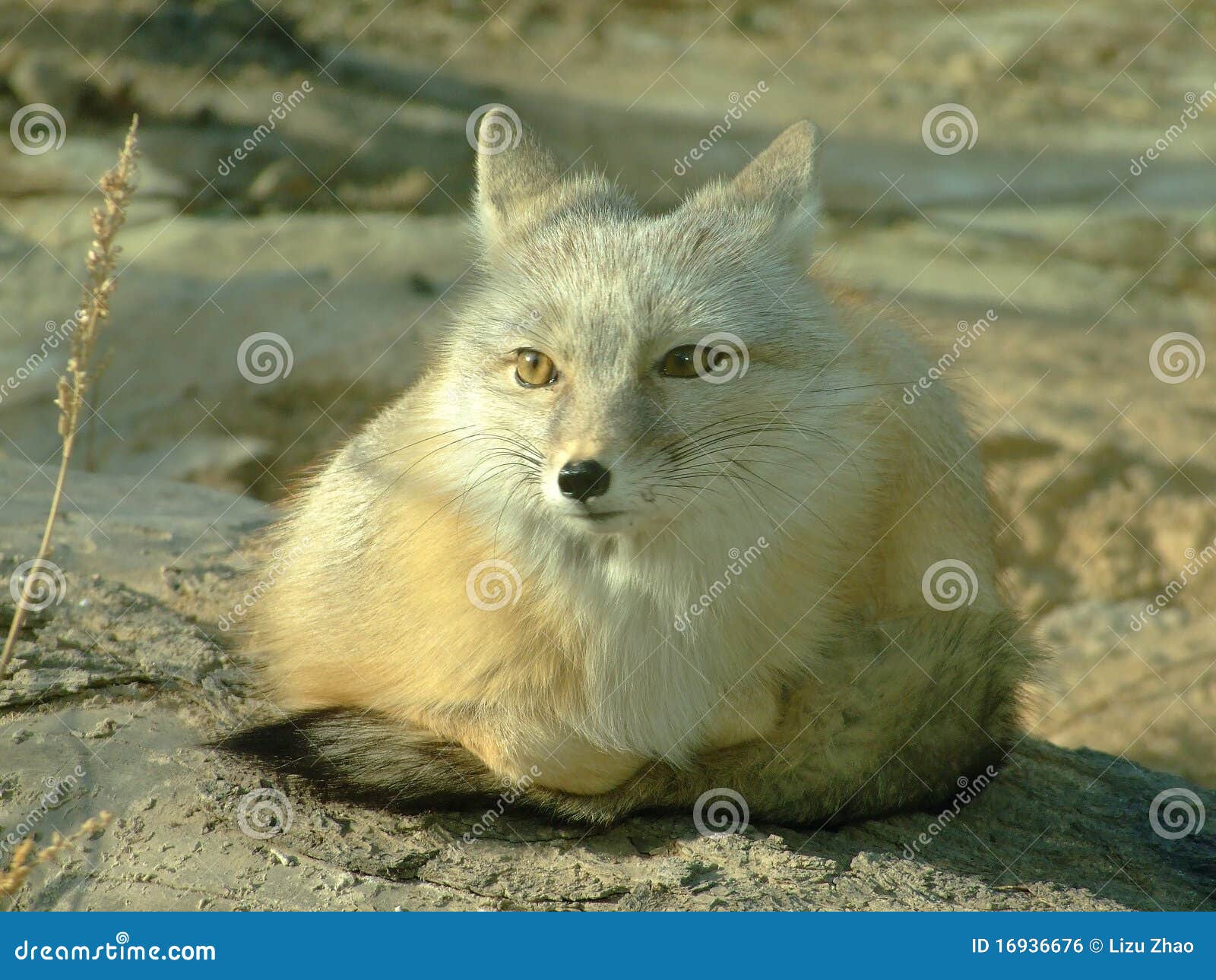 White fox stock photo. Image of portrait, look, looking - 16936676