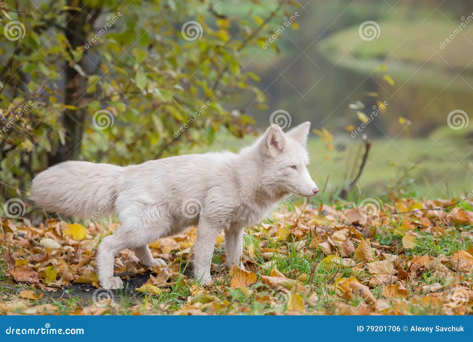 White Fox in the Autumn Forest Stock Photo - Image of grass, eyes: 79201706
