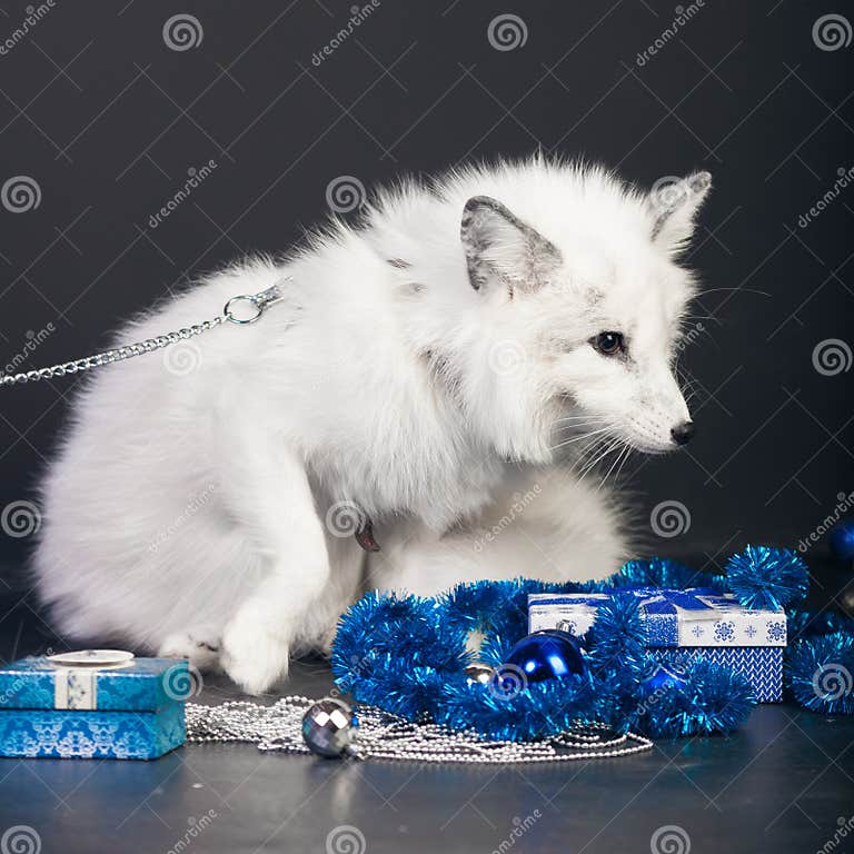 White Fox with Blue Christmas Decorations Stock Image - Image of decor ...