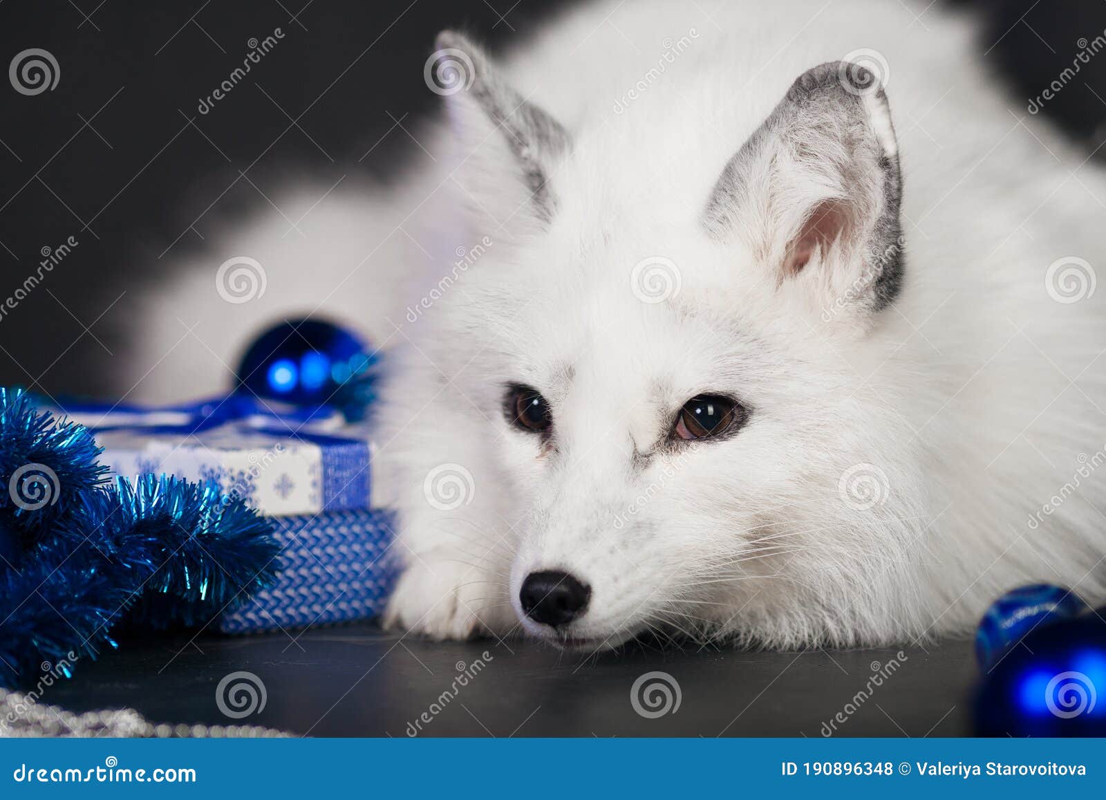 White Fox with Blue Christmas Decorations Stock Photo - Image of ...