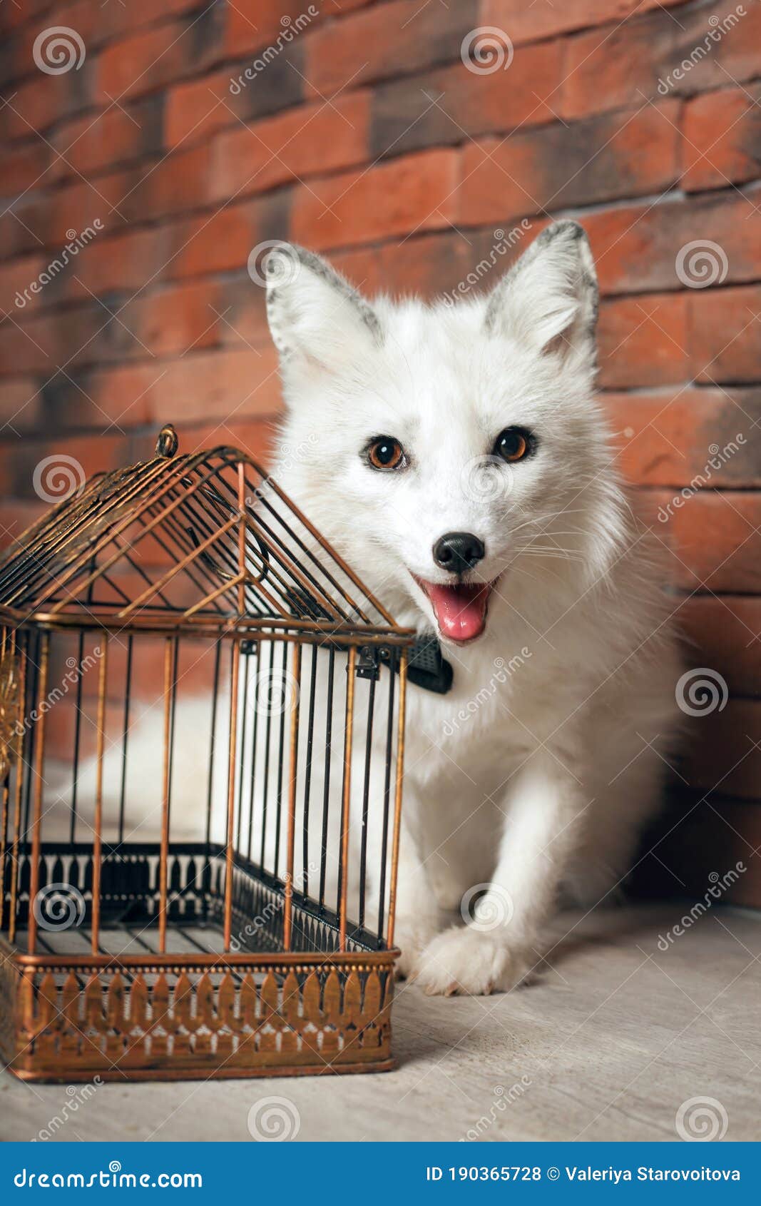 White Fox on brick wall stock photo. Image of fluffy - 190365728