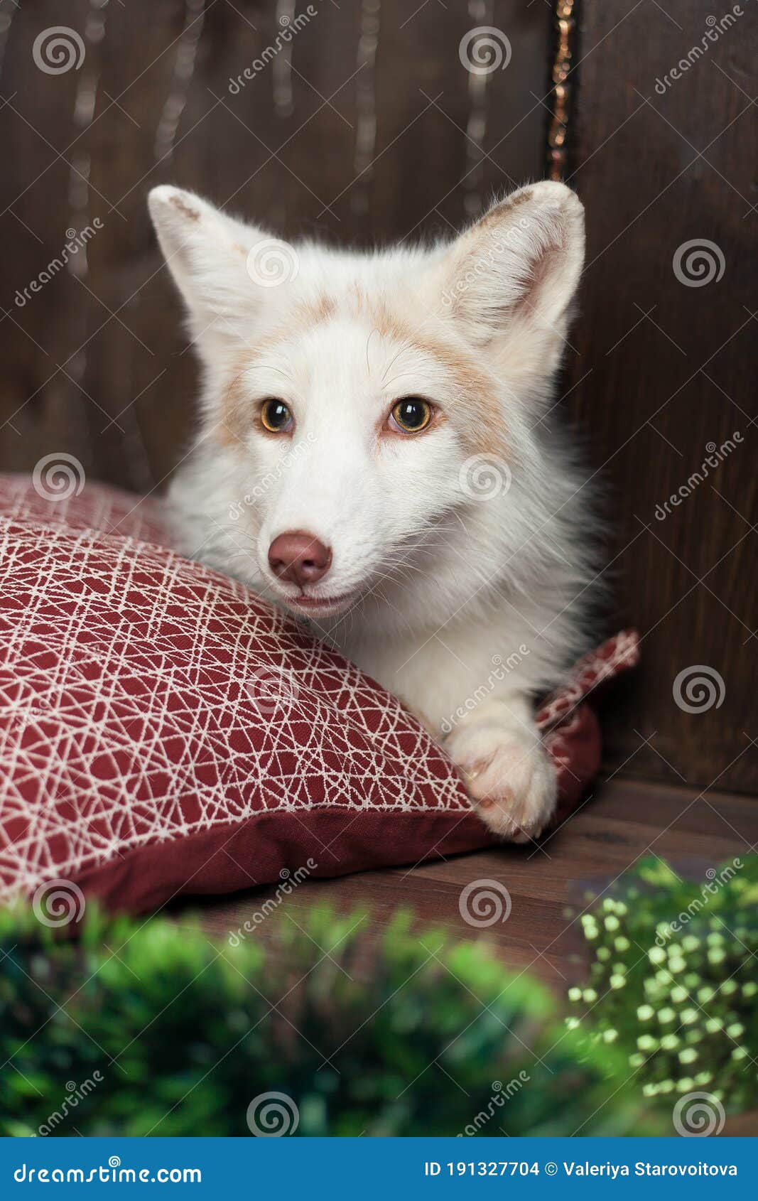 White Fox Green New Year Decorations Stock Photo - Image of design ...