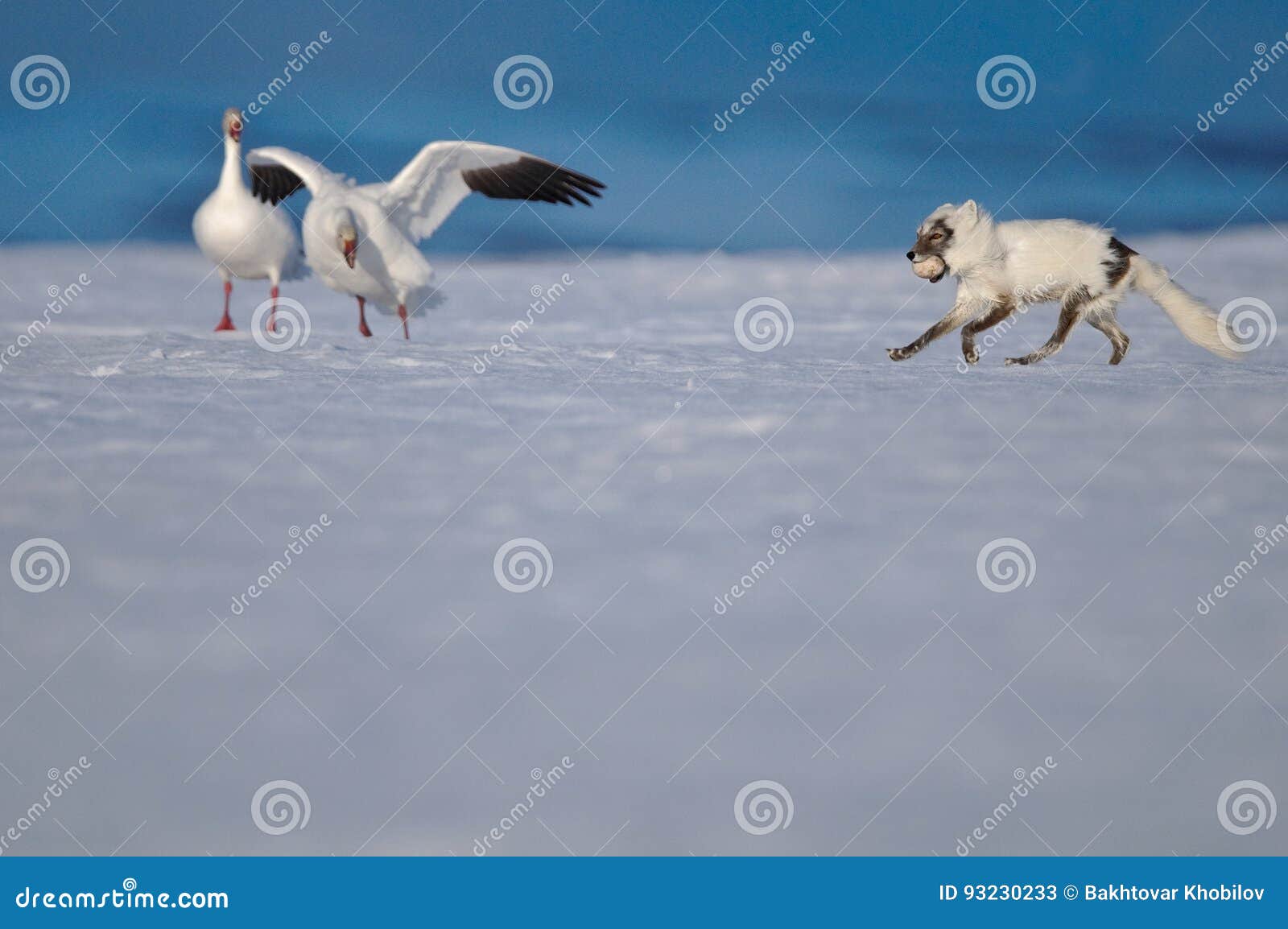 White Fox hunting stock image. Image of tourism, hangry - 93230233