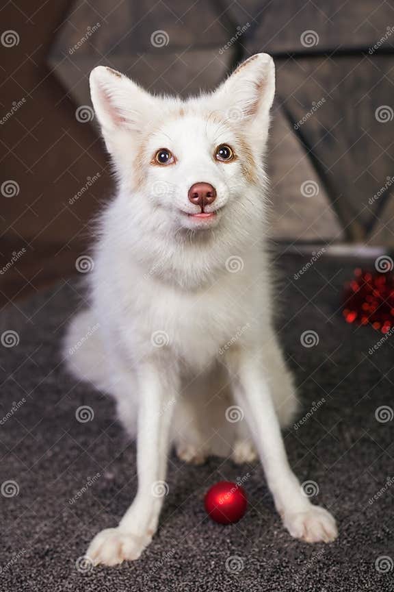 White Fox Red New Year Decorations Stock Photo - Image of blue ...