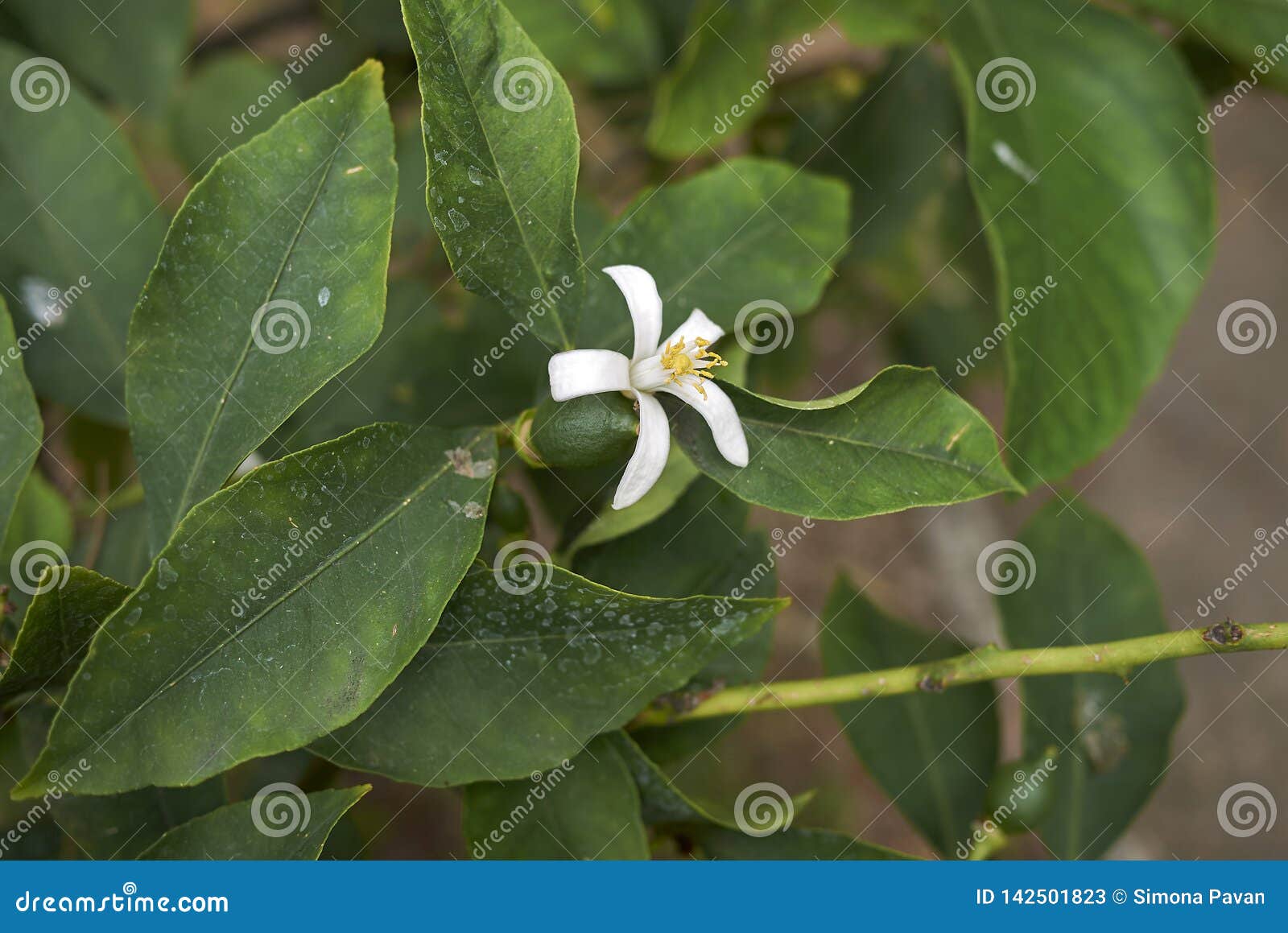 Citrus limon close up stock image. Image of ingredient - 142501823