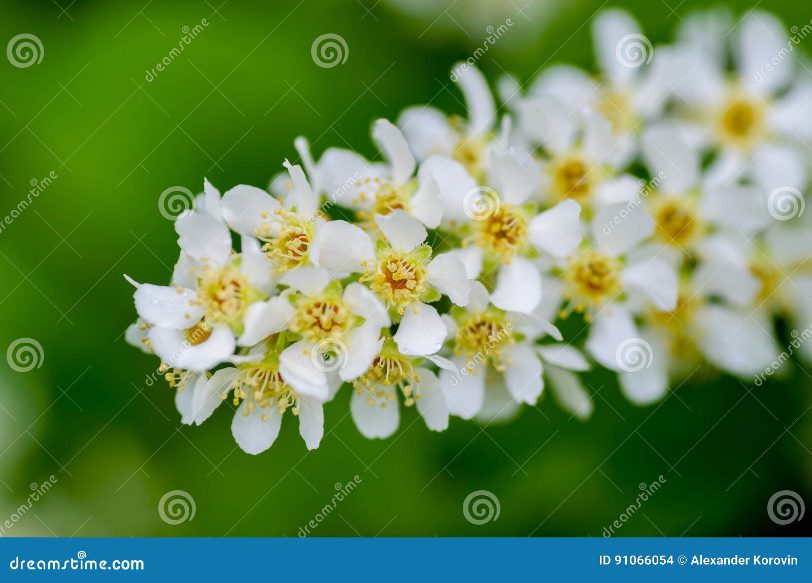 White Fragrant Flowers of the Bird Cherry Tree Stock Photo - Image of ...
