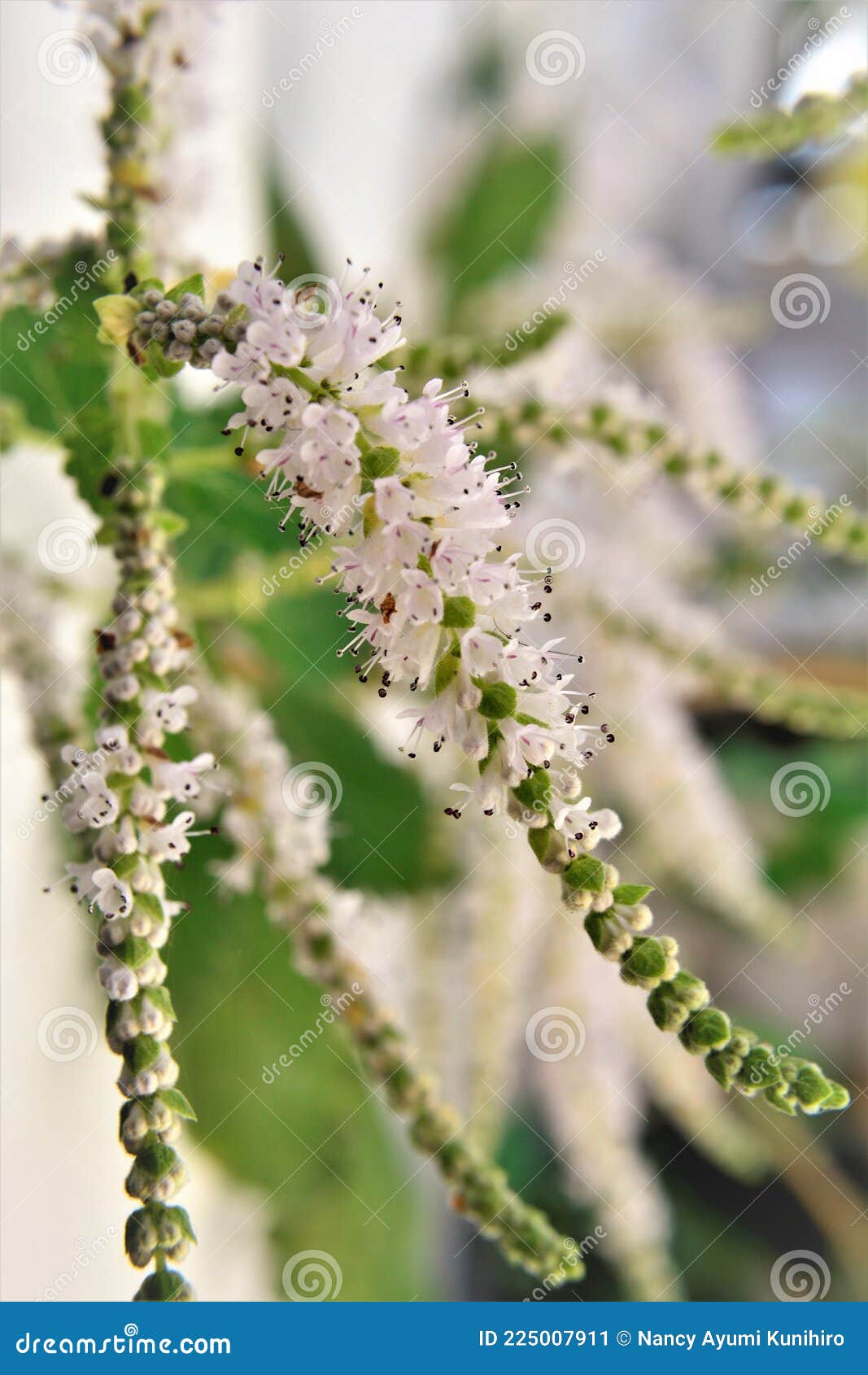 White Flowers of Commiphora Myrrha Blooming Stock Image - Image of ...