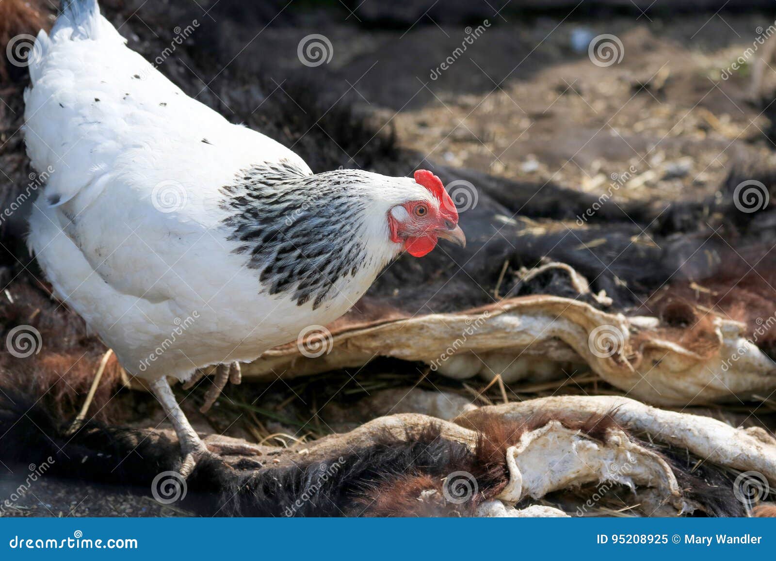 White Fram Chicken stock image. Image of walking, livestock - 95208925