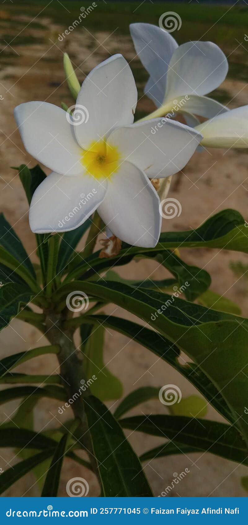 White Frangipane on the Plant Stock Image - Image of love, petal: 257771045