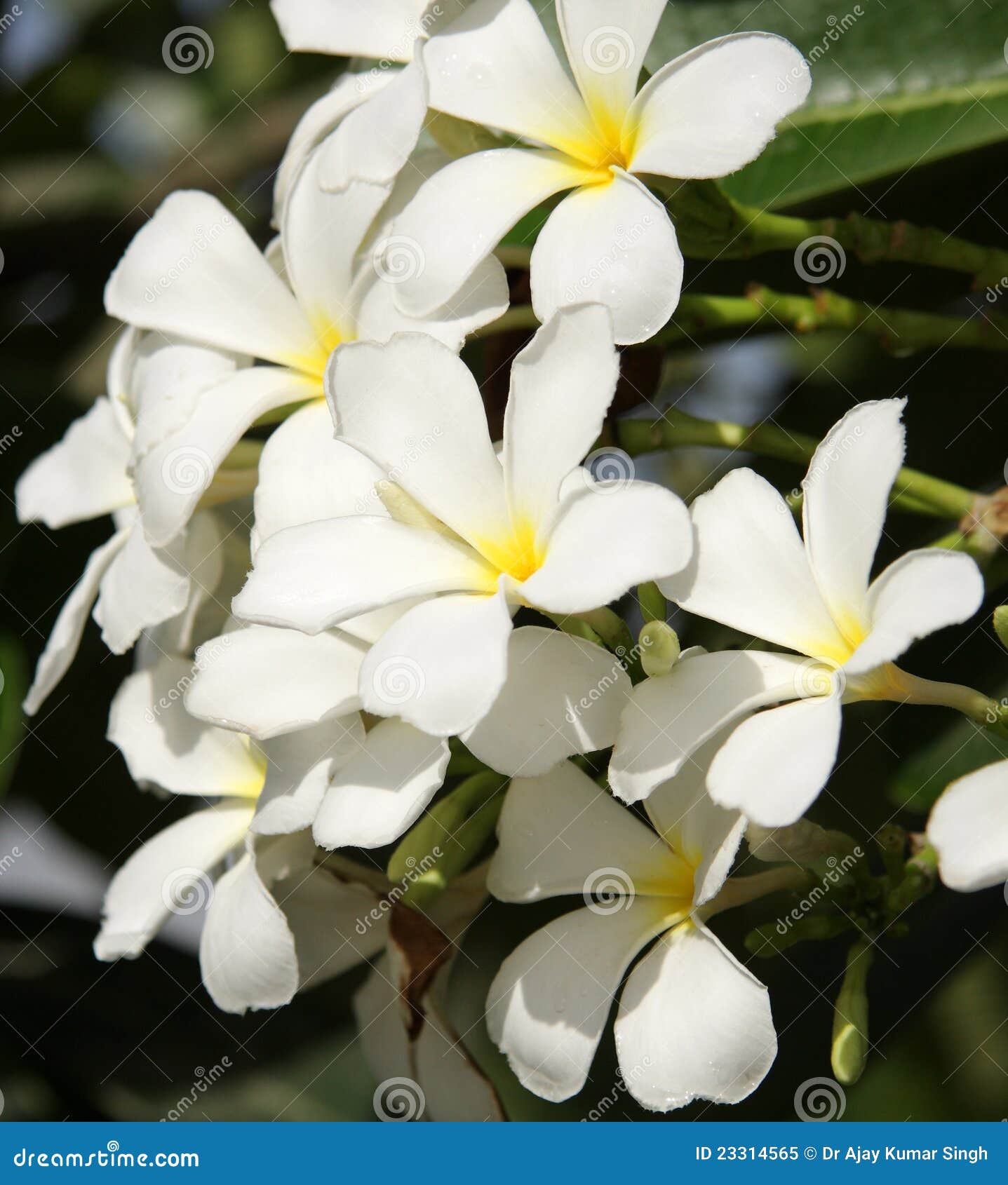 White frangipani stock image. Image of crop, botany, freshness - 23314565