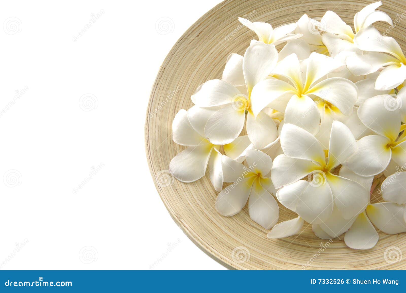 White Frangipani stock photo. Image of pebbles, hotel - 7332526