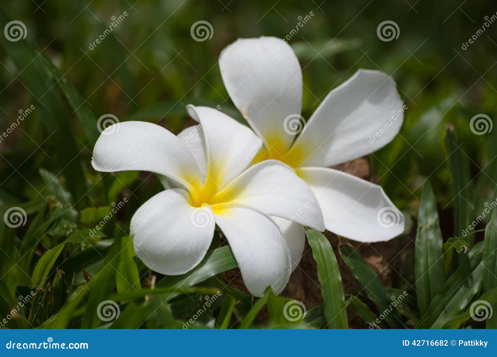 White frangipani stock photo. Image of stone, peaceful - 42716682