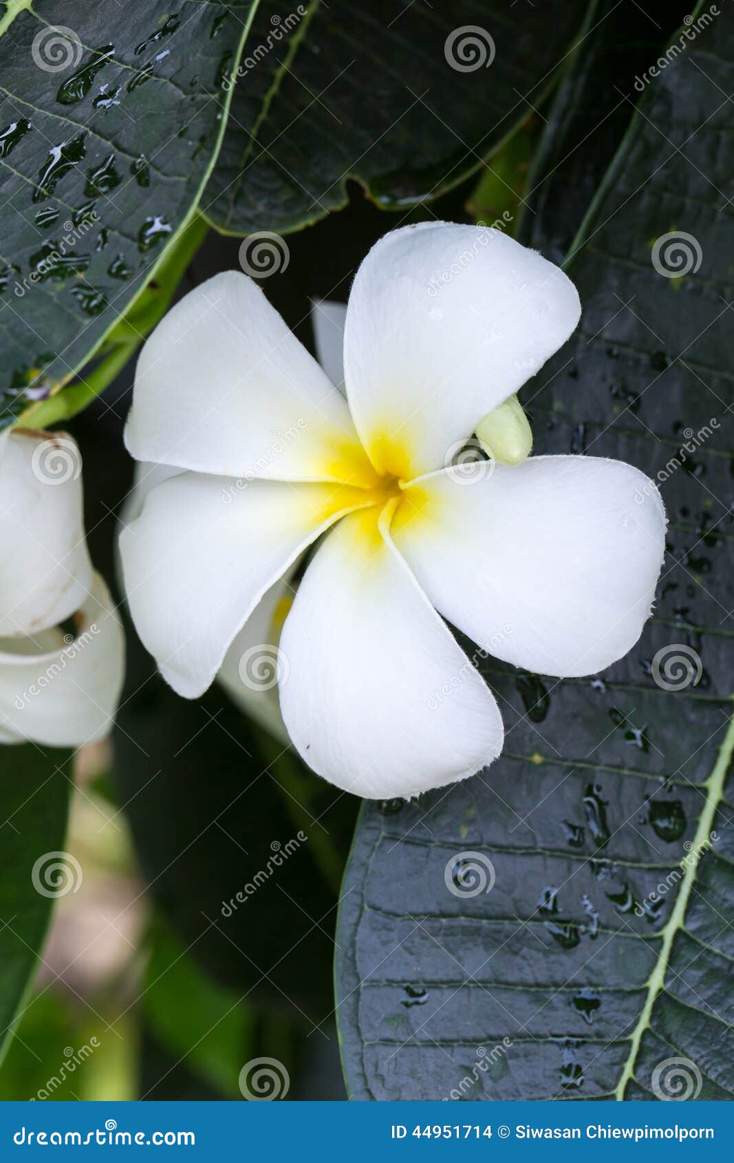 White frangipani closeup stock photo. Image of beautiful - 44951714