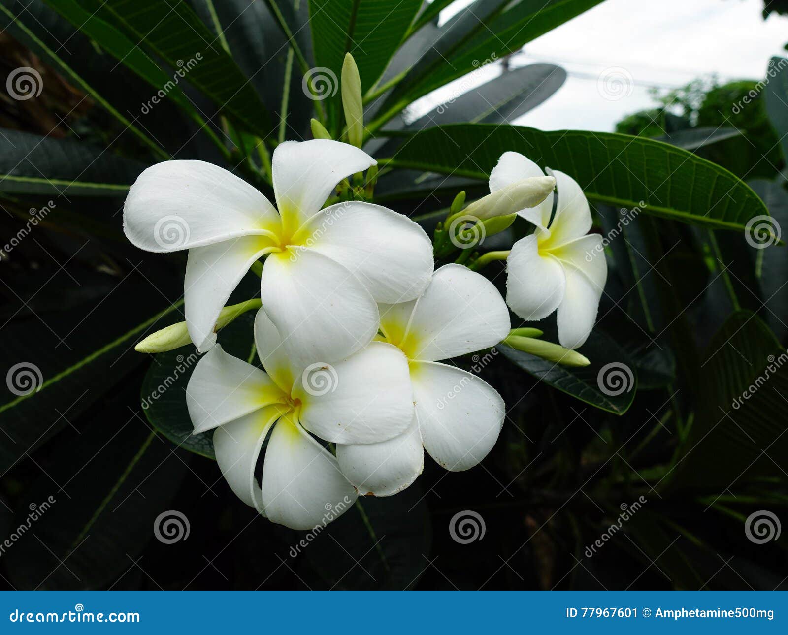 White frangipani flower stock image. Image of bloom, environment - 77967601