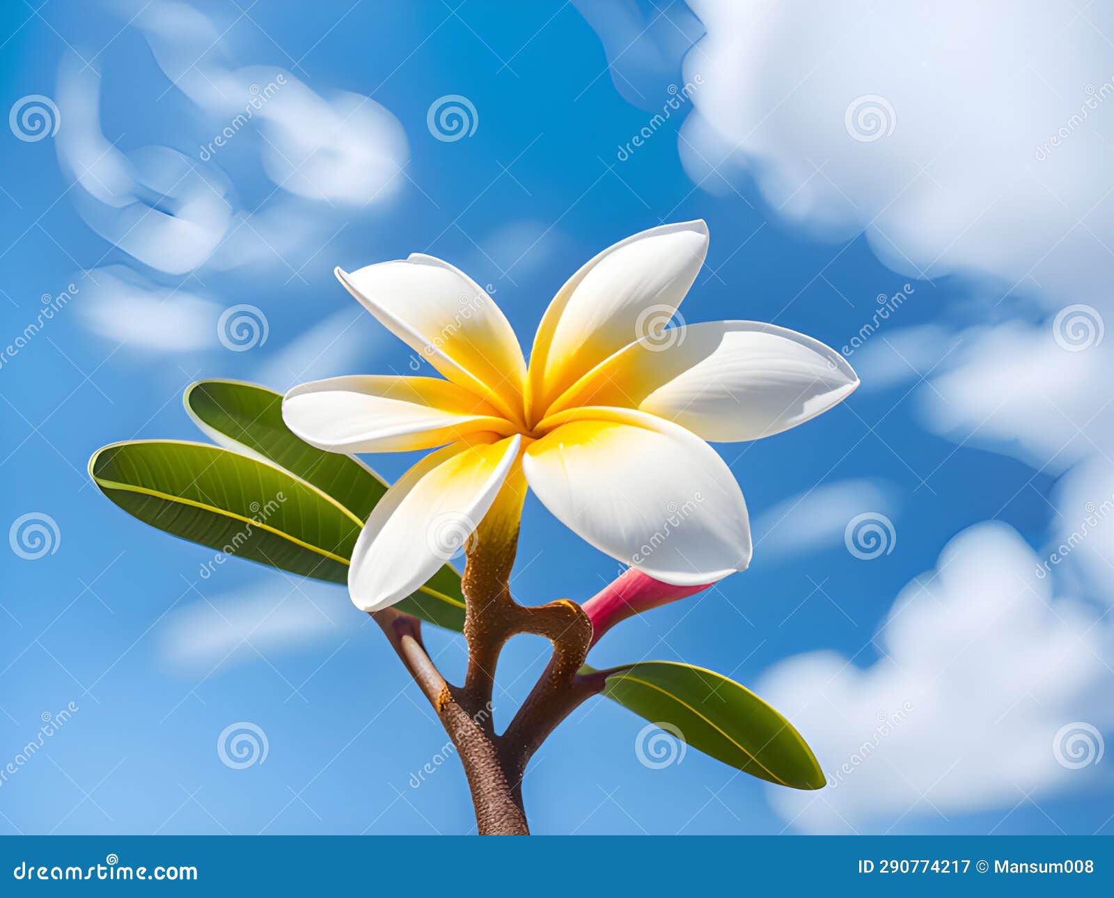 White Frangipani Flower on Blue Sky Background Stock Illustration ...