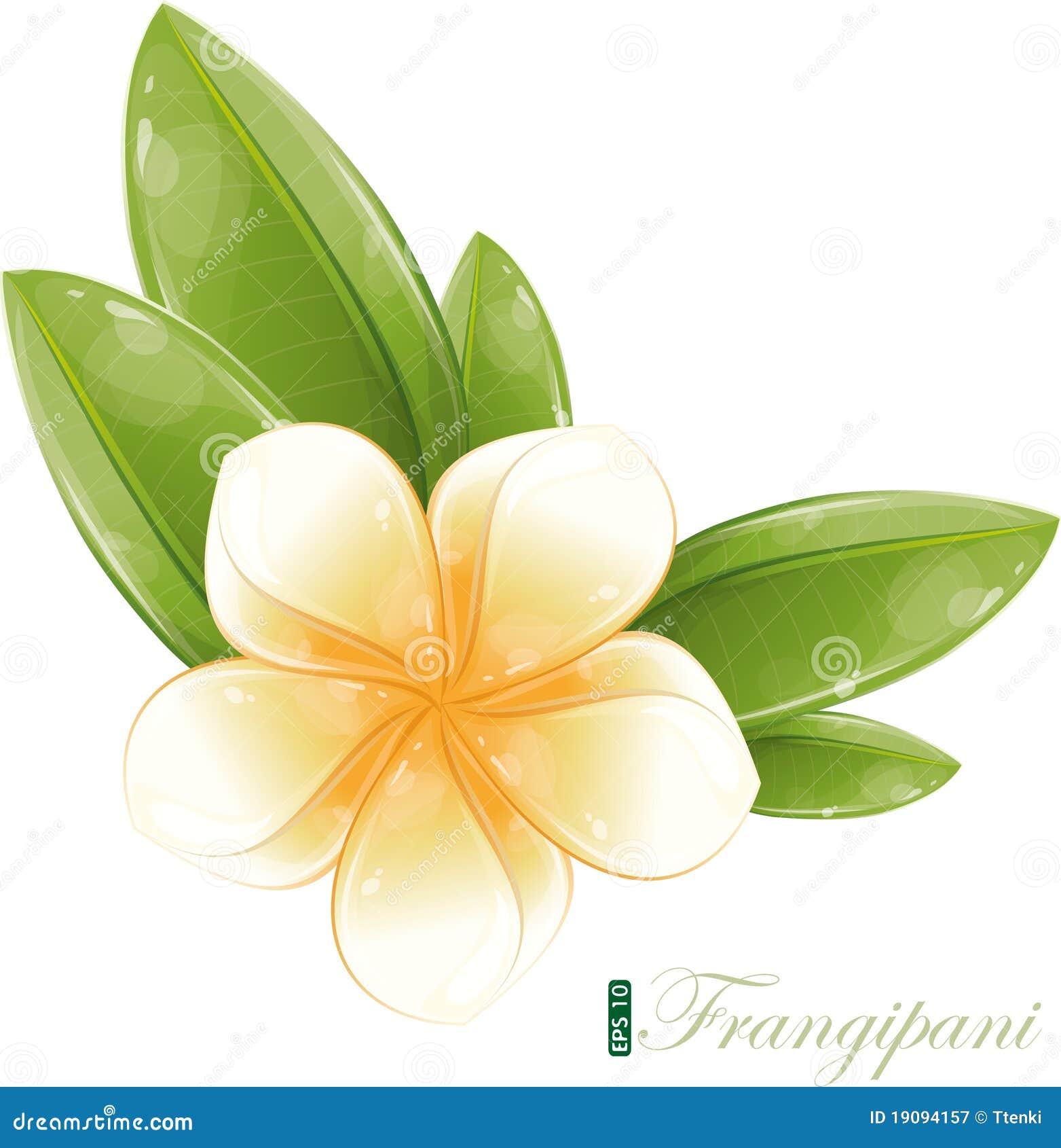 10 Leaf Flower Stock Illustrations – 25,684 10 Leaf Flower Stock ...