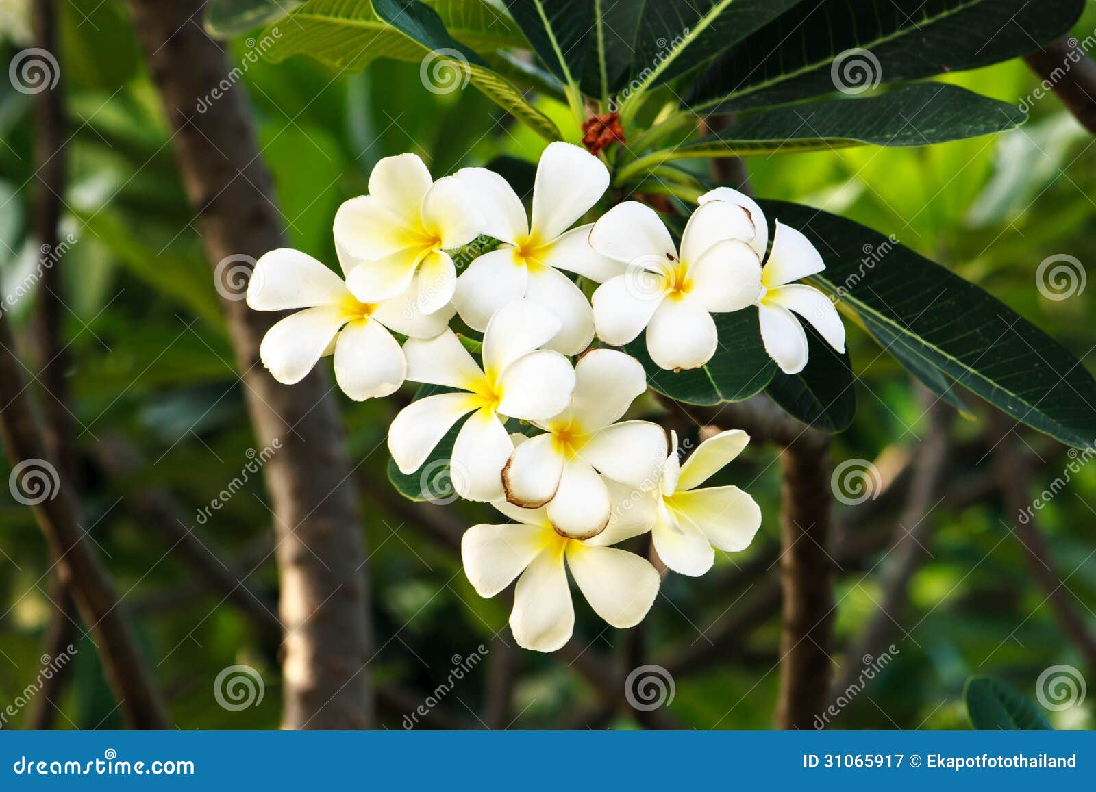 White Frangipani stock image. Image of beauty, flower - 31065917
