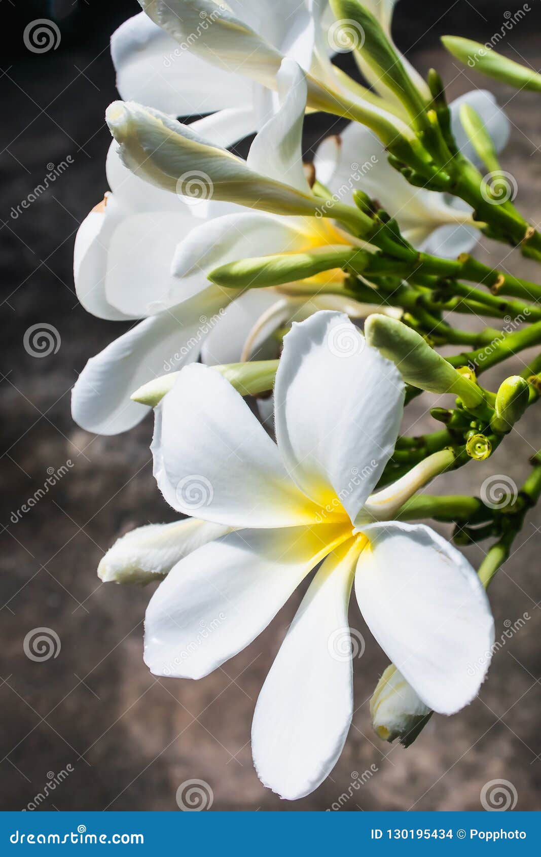 White Frangipani in Natural Light Stock Photo - Image of yellow, bloom ...