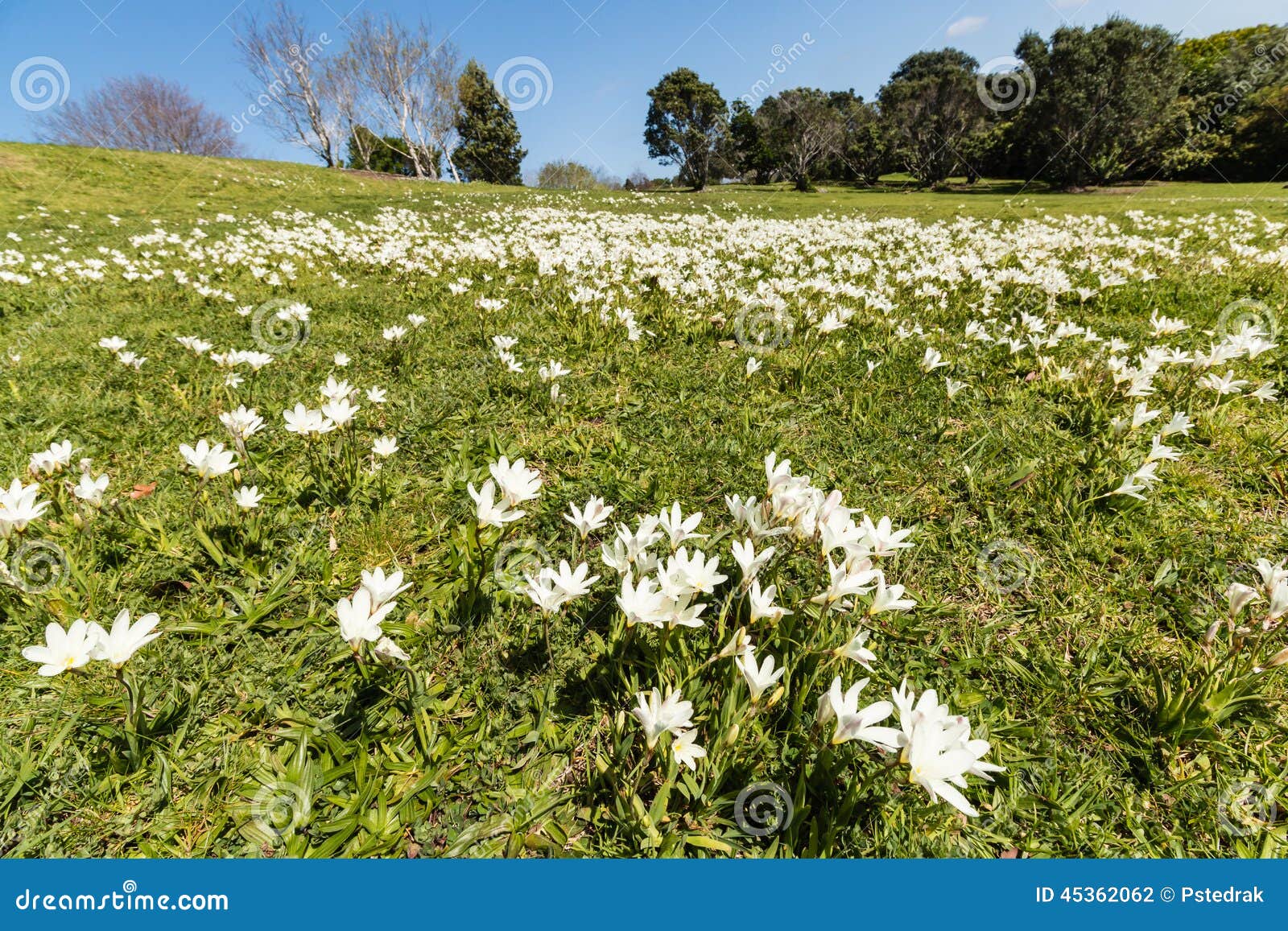 White Freesias Growing on Meadow Stock Photo - Image of field, pale ...