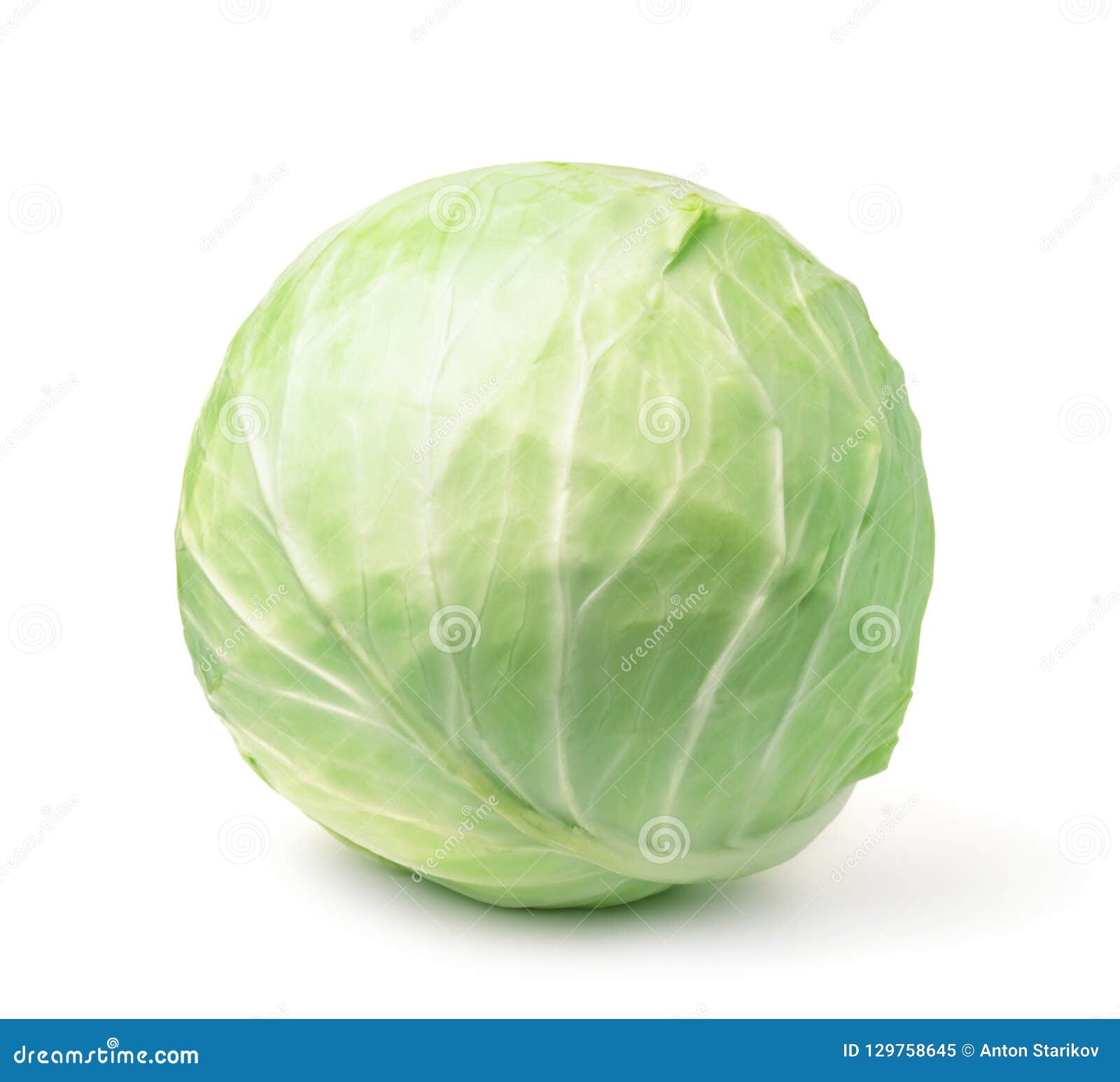 White fresh cabbage head stock image. Image of agriculture - 129758645