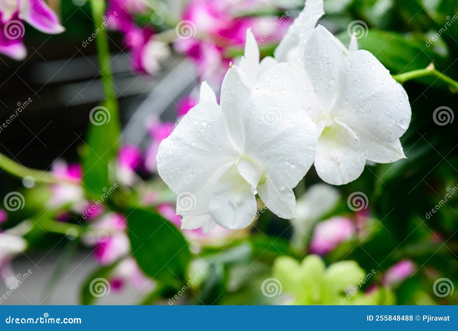 White Fresh Orchids Flowers in Garden Stock Photo - Image of floral ...