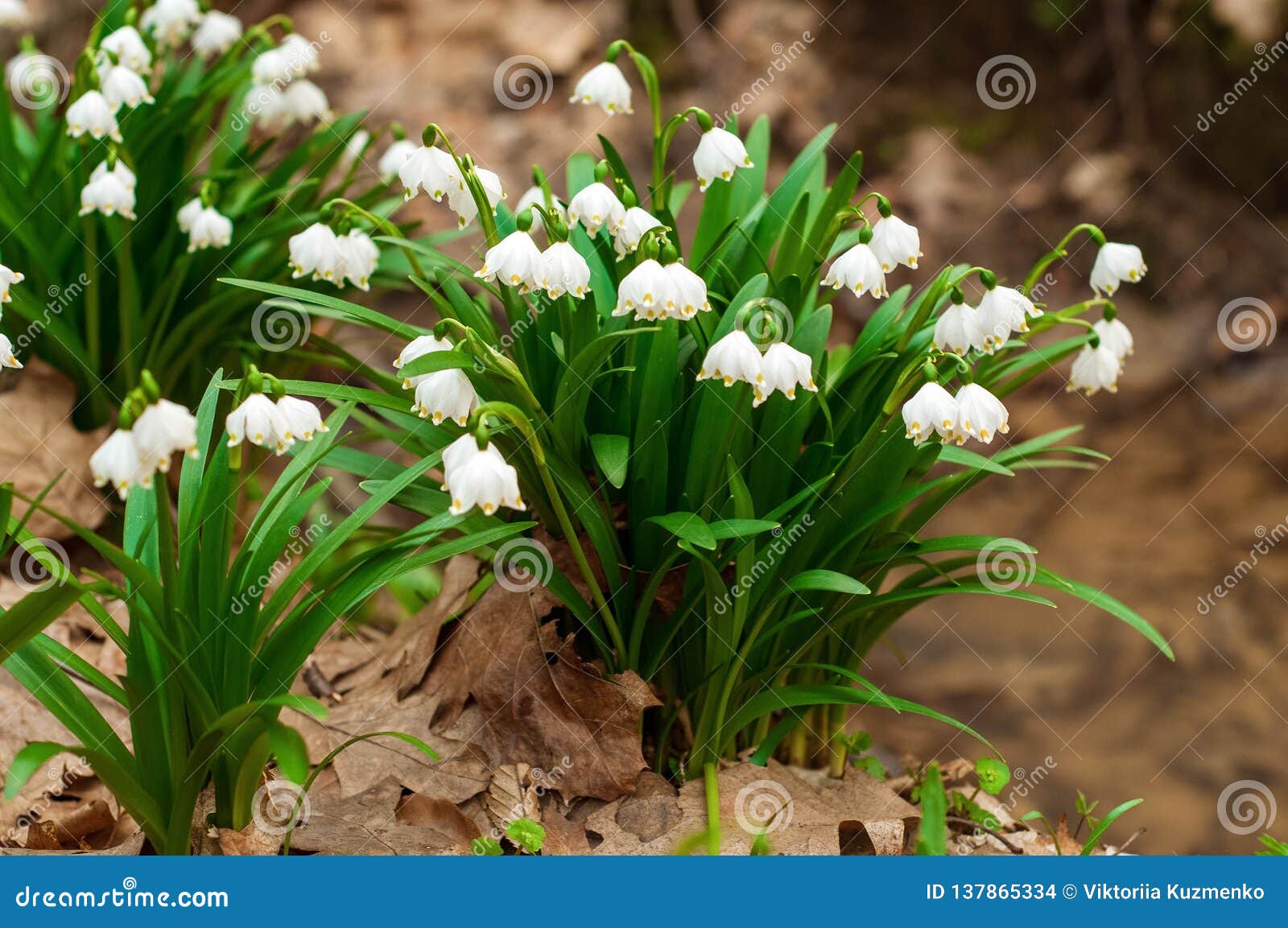 Tender Spring Flowers Snowdrops Harbingers of Warming Symbolize the ...