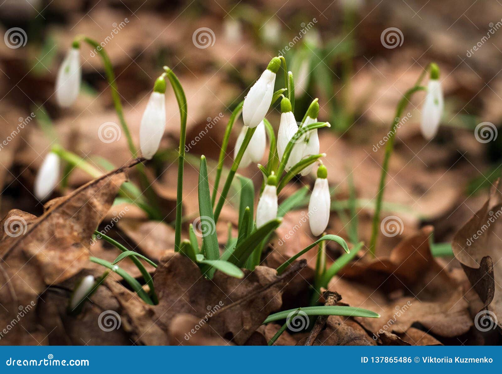 Tender Spring Flowers Snowdrops Harbingers of Warming Symbolize the ...