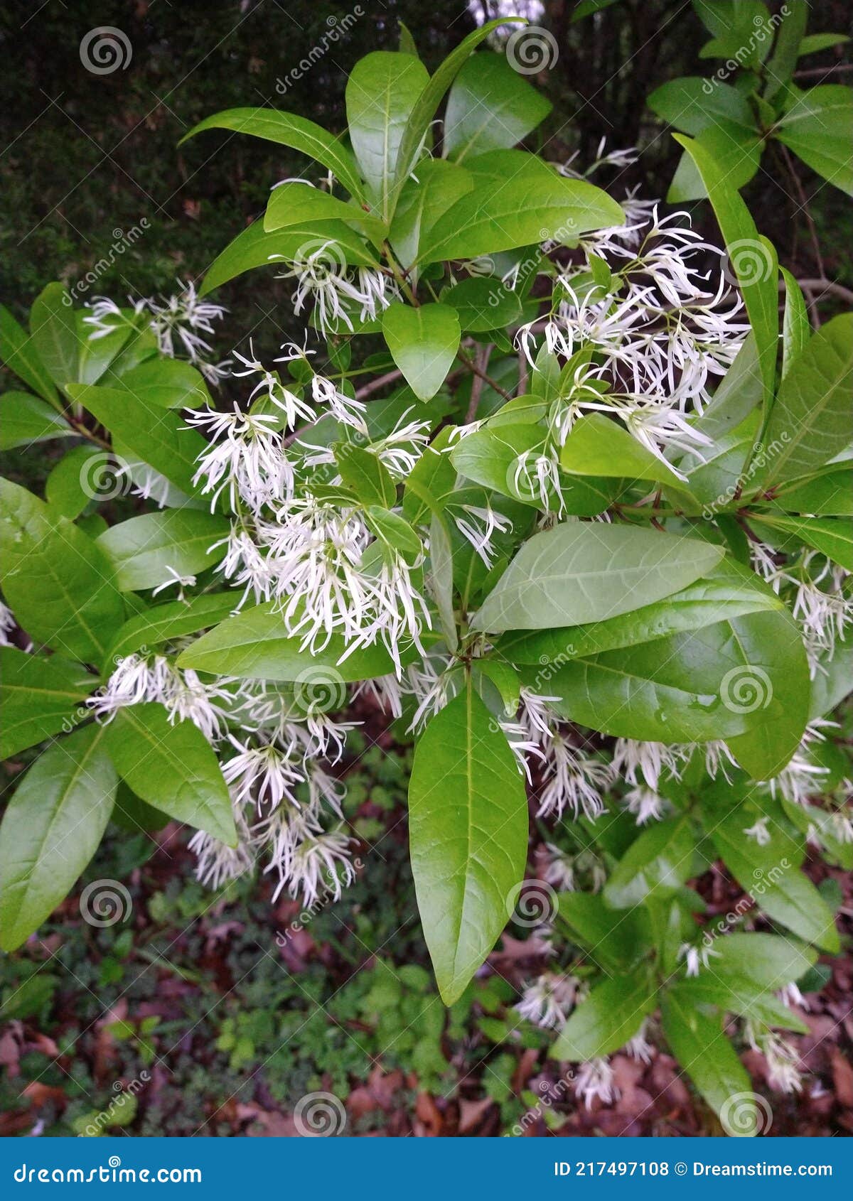 White fringe tree stock photo. Image of tree, tennessee - 217497108