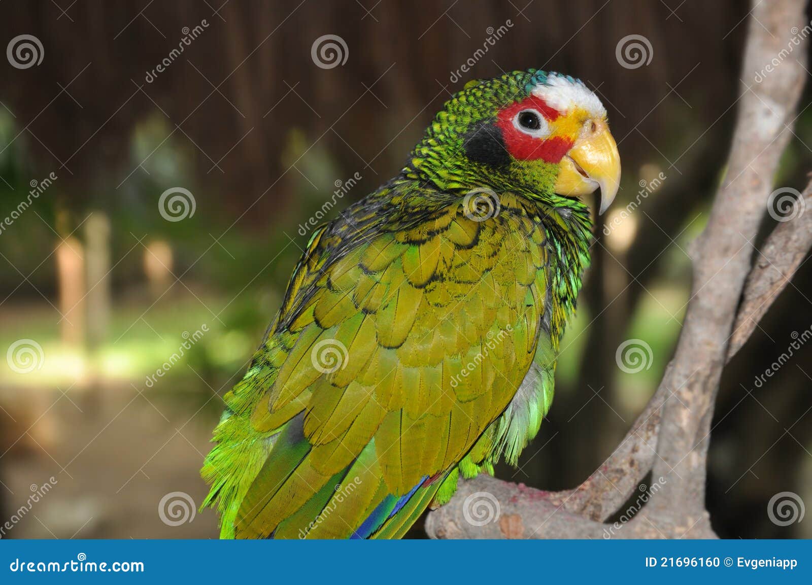 White-fronted Amazon (Amazona Albifrons) Stock Photo - Image of look ...