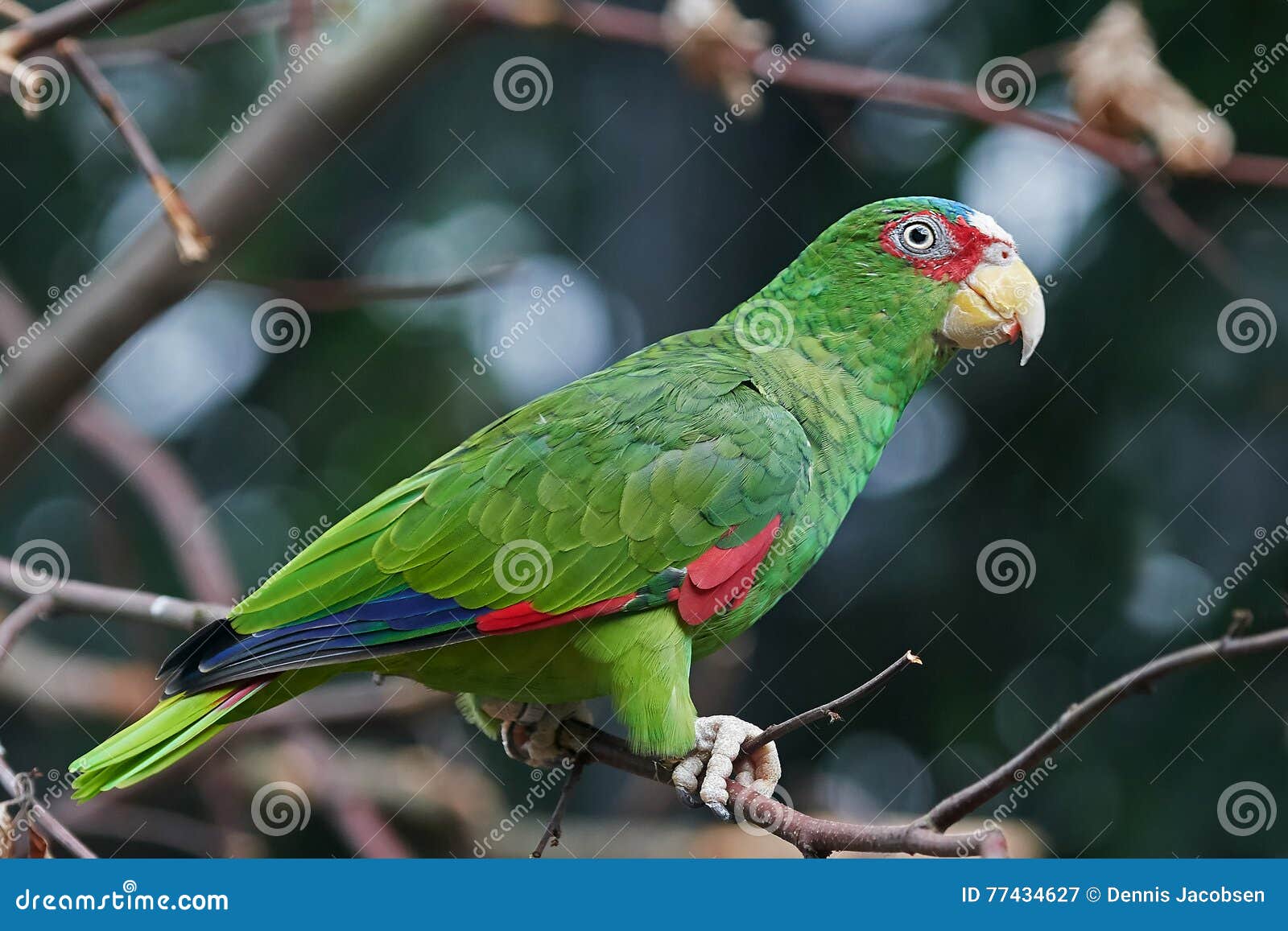 White-fronted Amazon Amazona Albifrons Stock Image - Image of fauna ...