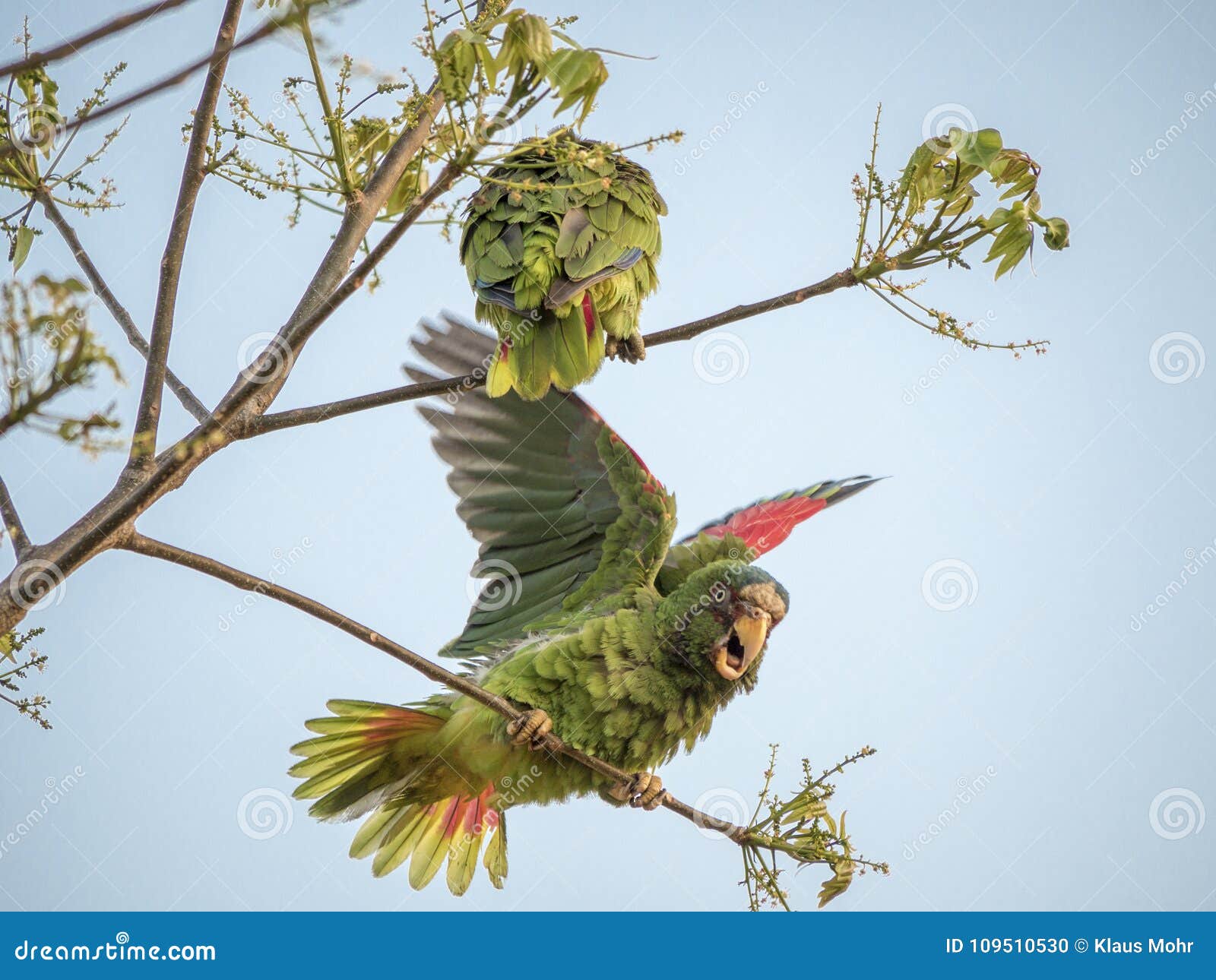 2 White-fronted Amazons on Twigs Stock Photo - Image of central, tree ...
