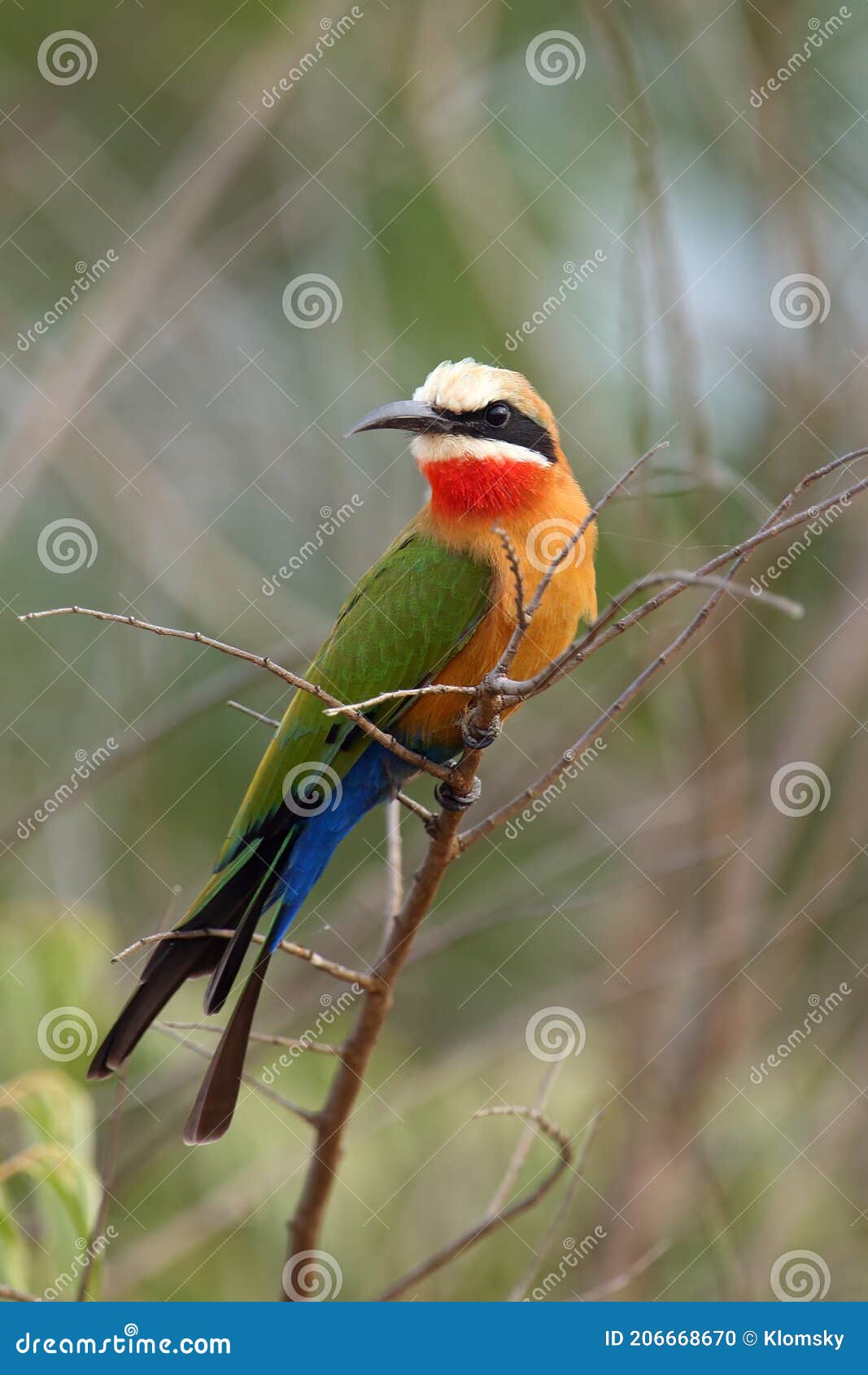 The White-fronted Bee-eater Merops Bullockoides Sottzing on the Branch ...