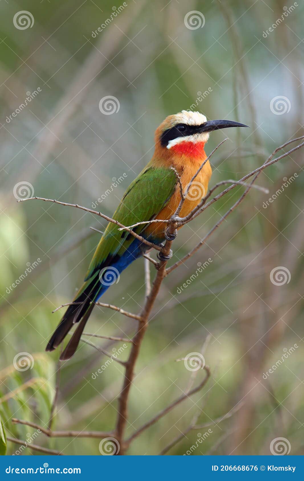 The White-fronted Bee-eater Merops Bullockoides Sottzing on the Branch ...