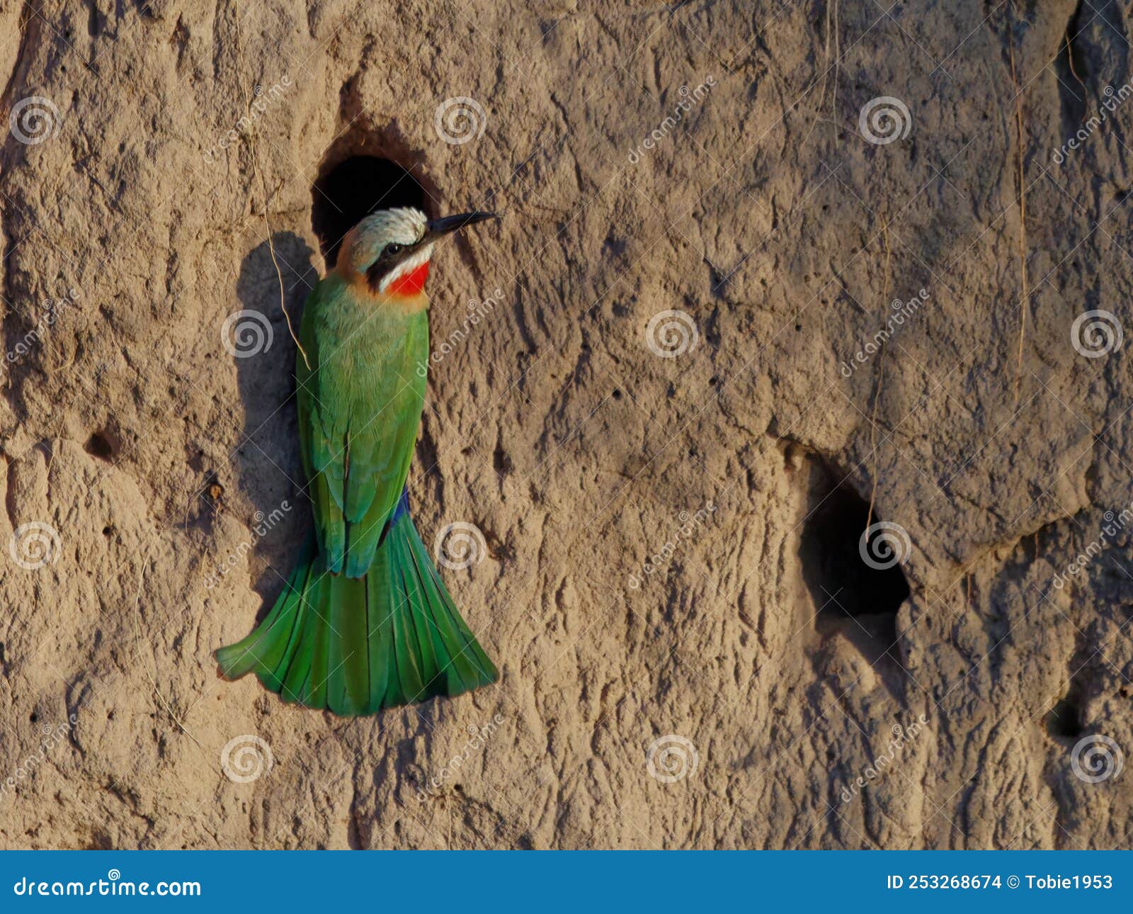 White-fronted Bee-eater Nesting on River Bank Stock Photo - Image of ...