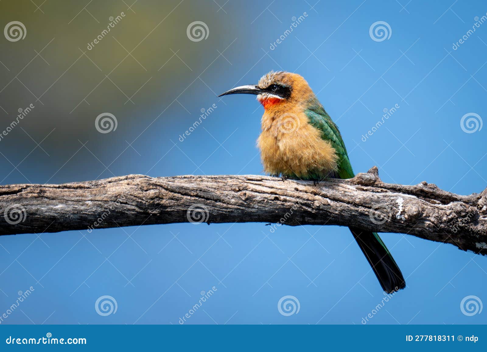 White-fronted Bee-eater Perches on Branch Facing Left Stock Image ...