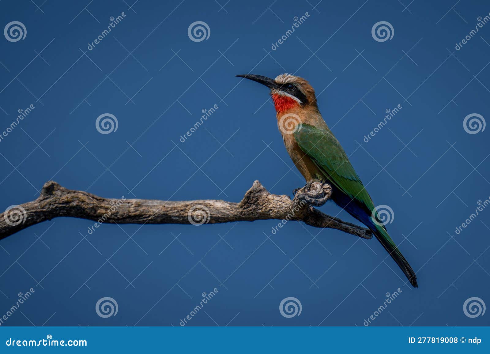 White-fronted Bee-eater Perches in Profile on Branch Stock Photo ...