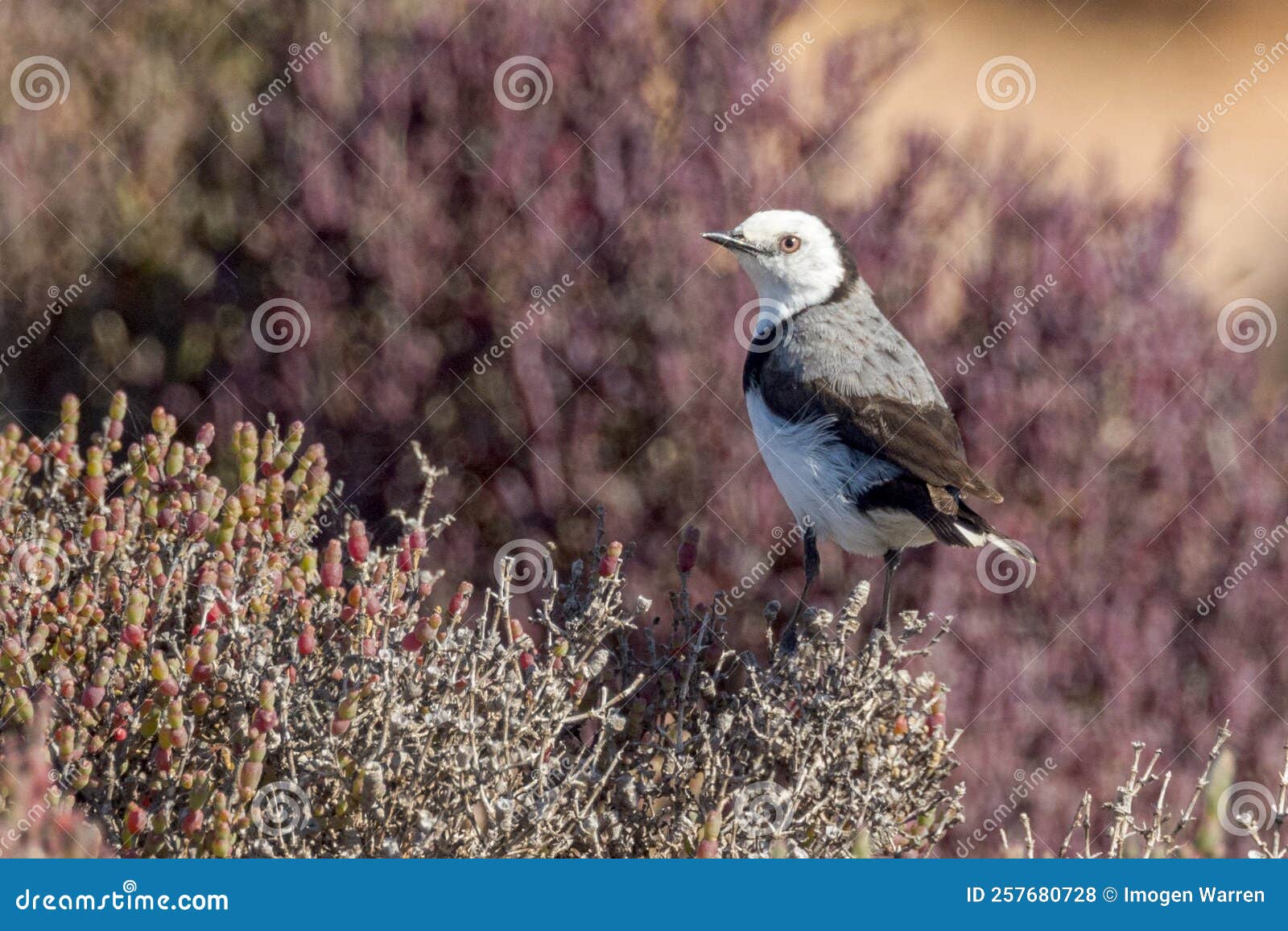 White-fronted Chat in South Australia Stock Photo - Image of imogen ...