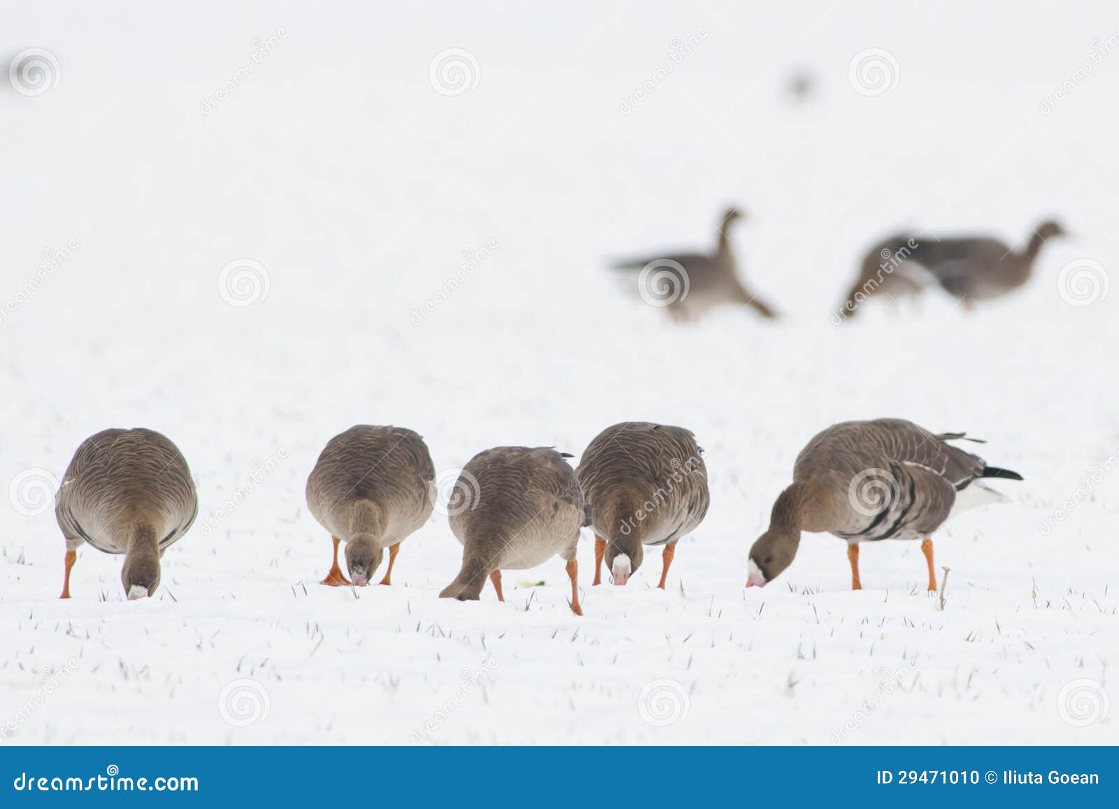 White fronted Geese Flock stock photo. Image of birds - 29471010