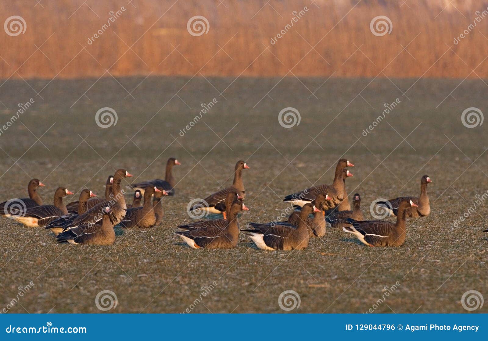 White-fronted Goose, Kolgans, Anser Albifrons Stock Photo - Image of ...