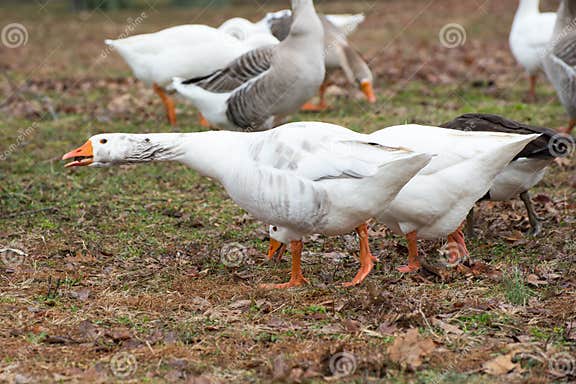 White Fronted Goose with Teeth Stock Photo - Image of domestic, geese ...