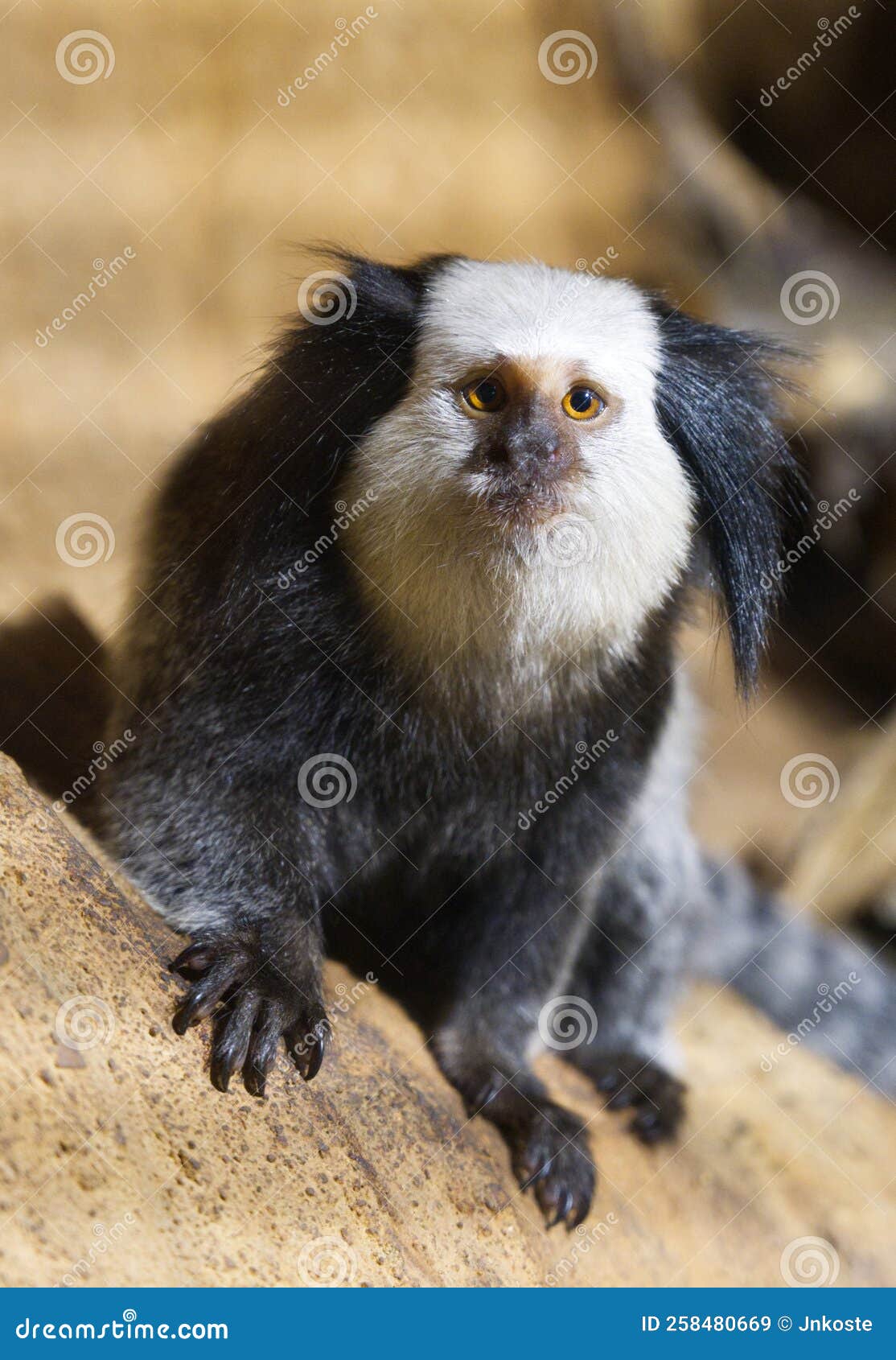 White-fronted Marmoset the Small Monkey from South America Stock Image ...