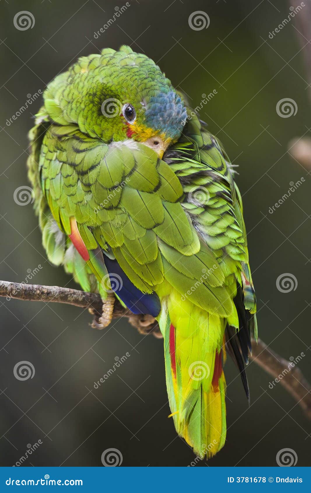 White-fronted Parrot stock photo. Image of fronted, white - 3781678