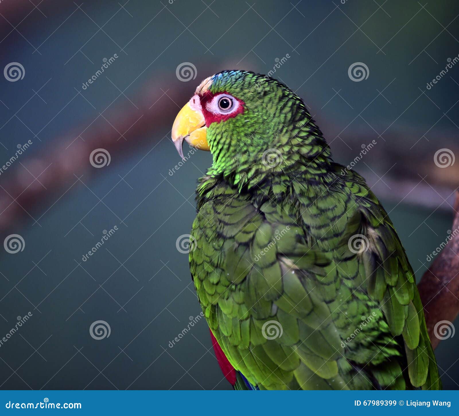 White-fronted Parrot stock image. Image of birds, foraging - 67989399